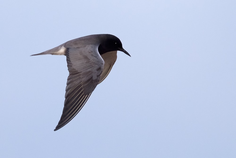 American Black Tern summers in Northumberland - BirdGuides