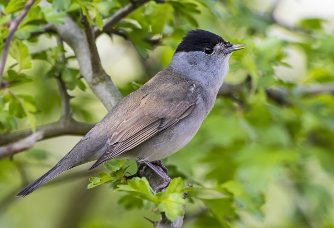 Blackcap by Martyn Jones - BirdGuides