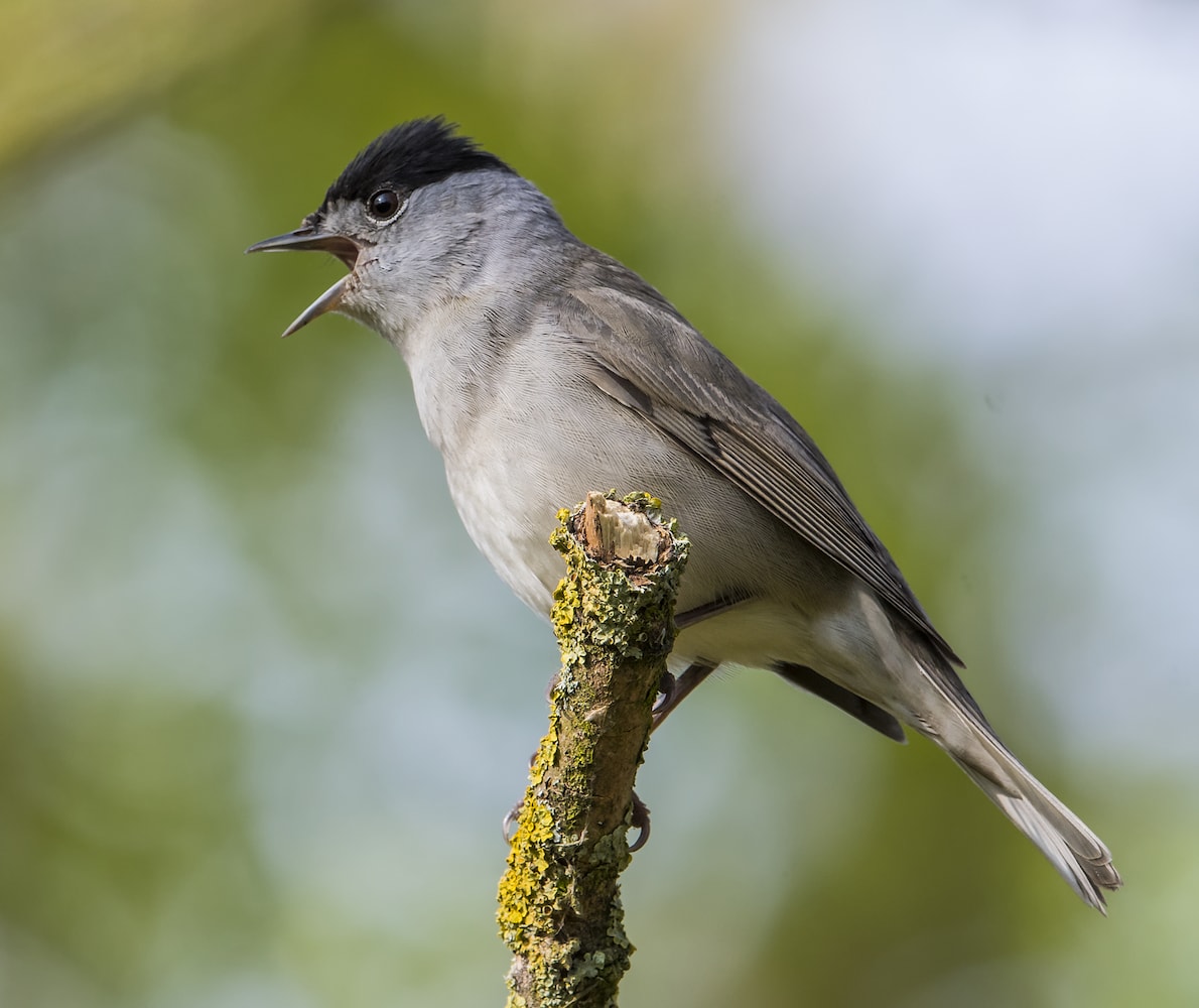 Blackcap by Martyn Jones - BirdGuides
