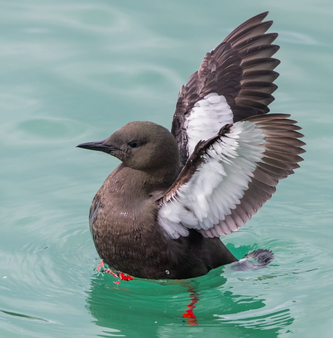Black Guillemot by Peter Garrity - BirdGuides