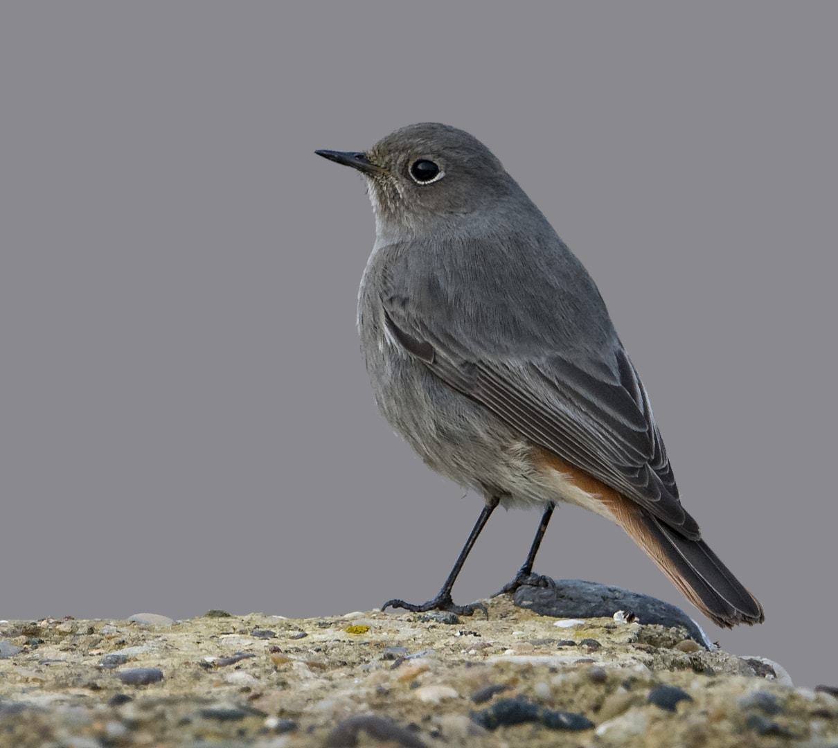 Black Redstart by Martyn Jones - BirdGuides