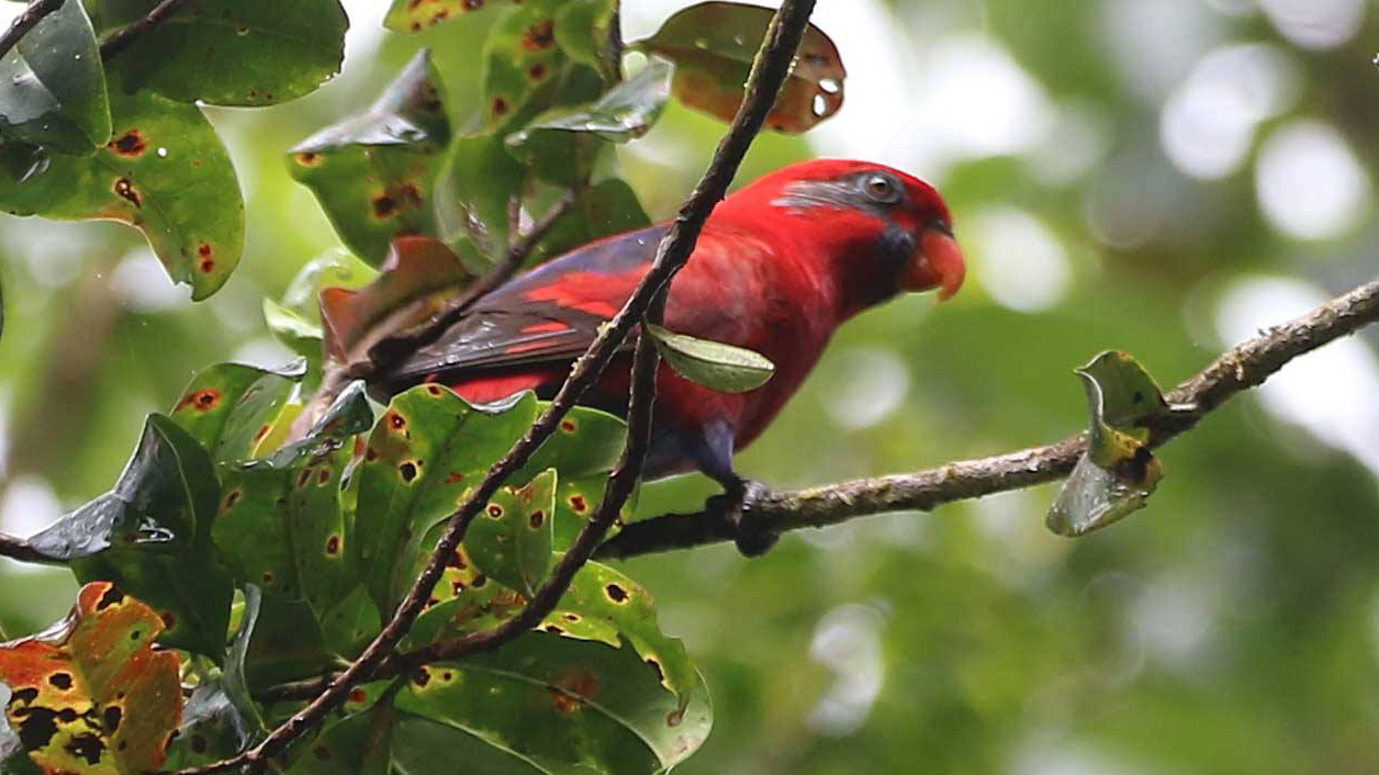 Details : Blue-eared Lory - BirdGuides
