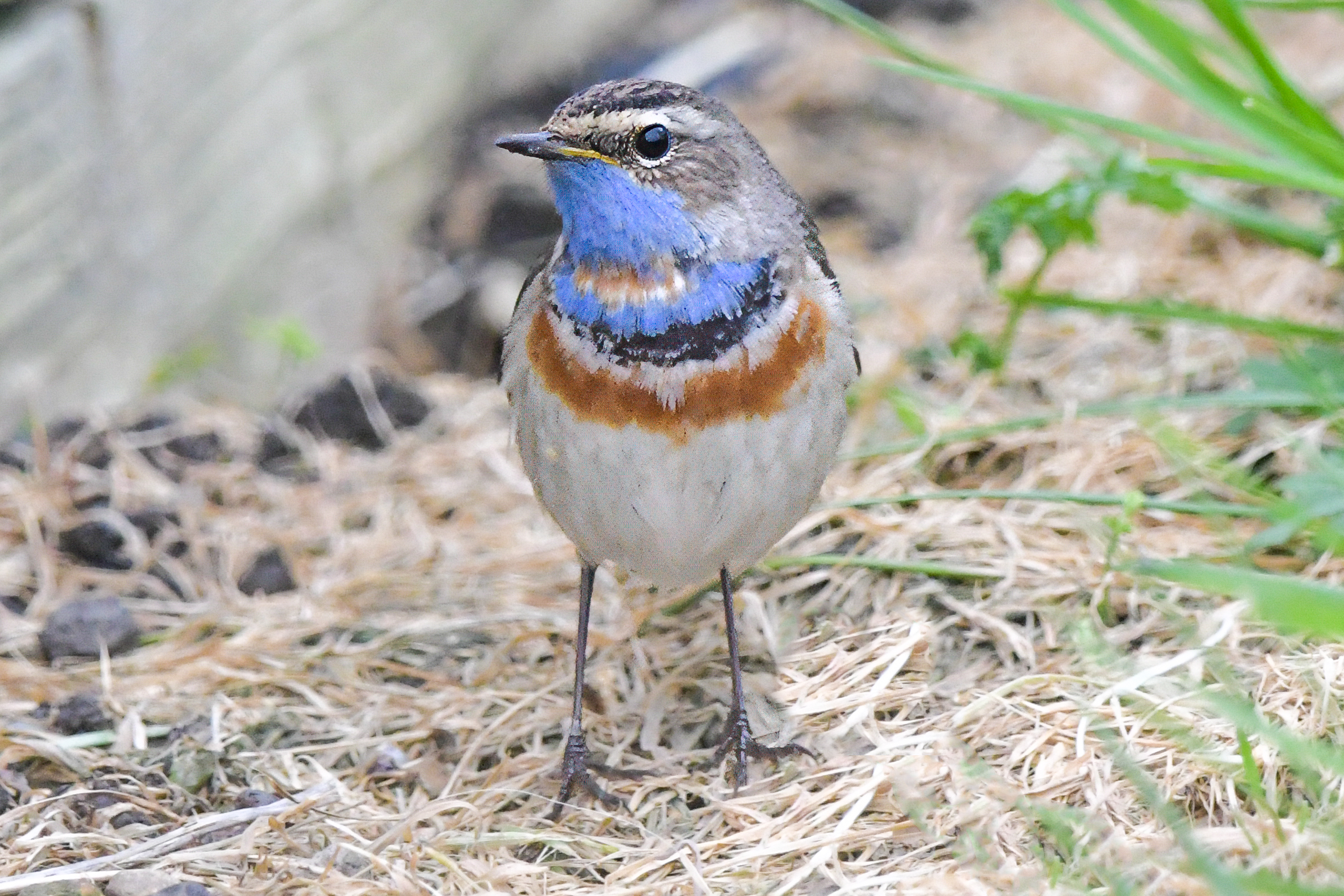 Red-spotted Bluethroat by Morgan Stephenson - BirdGuides