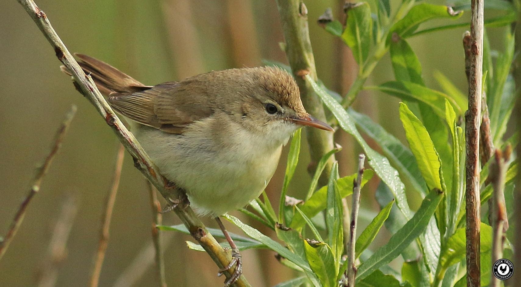 Blyth's Reed Warbler by Nick Truby - BirdGuides