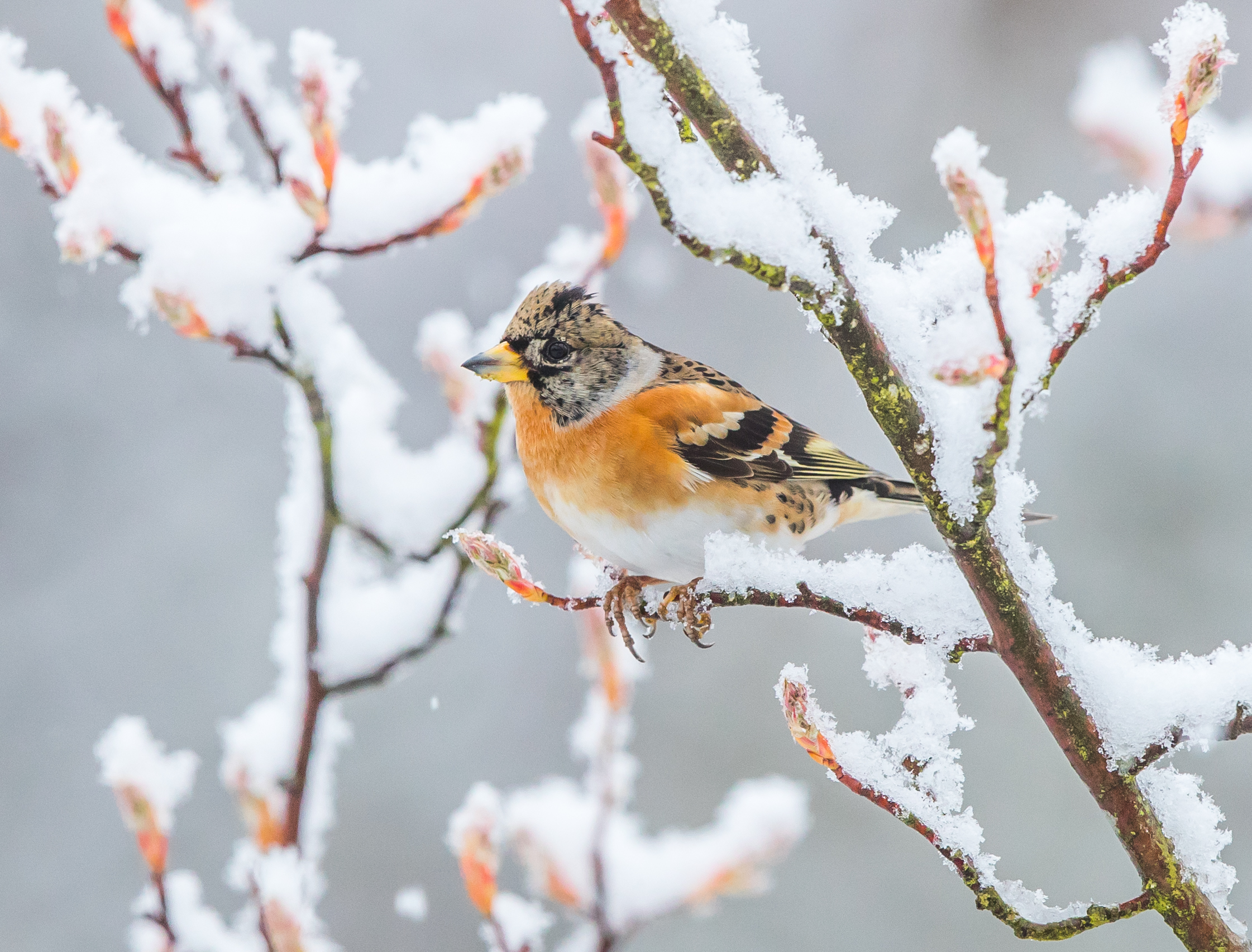 Brambling by Peter Garrity - BirdGuides