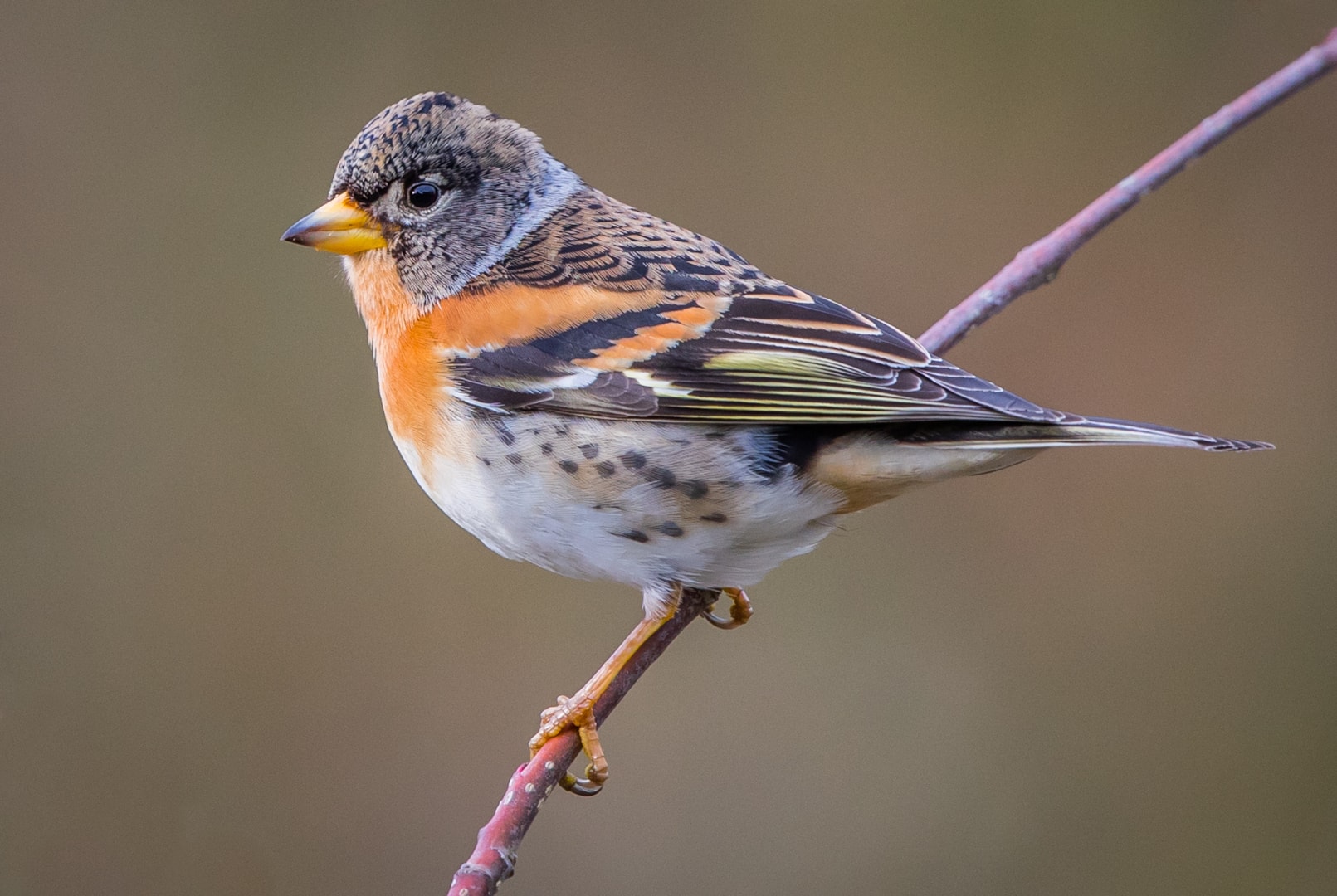 Brambling by Peter Garrity - BirdGuides