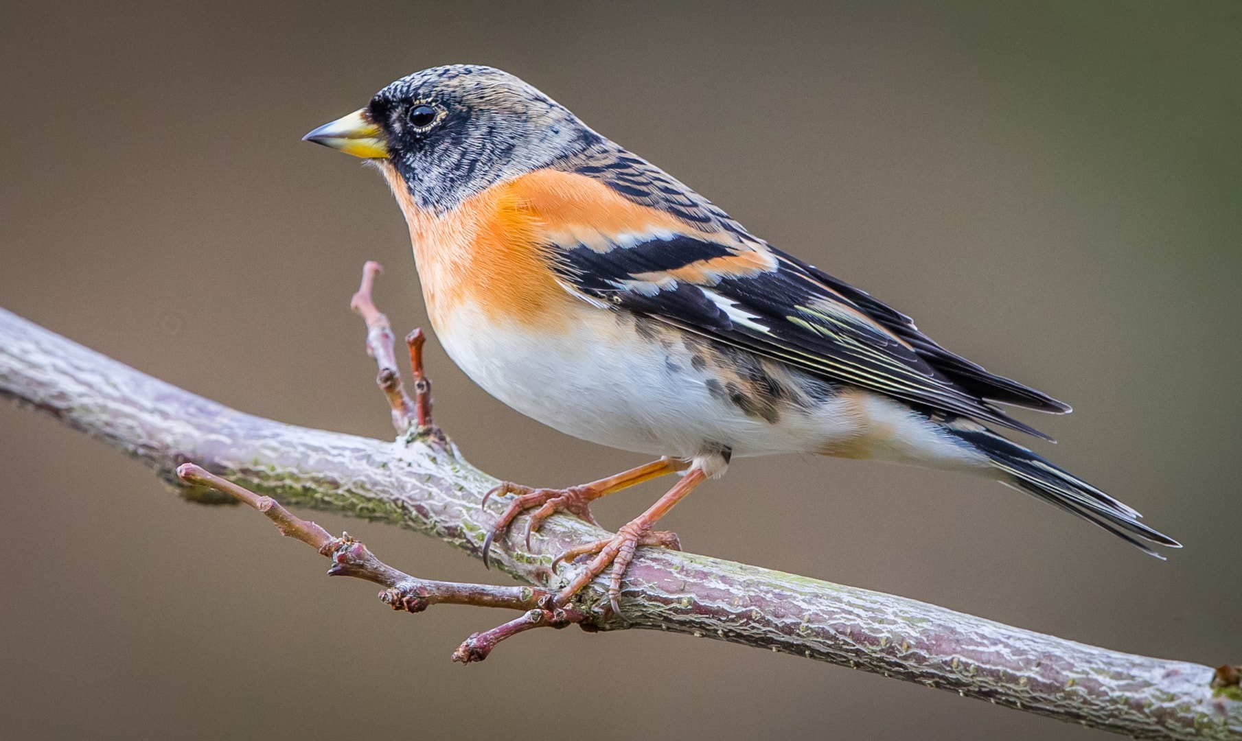 Brambling by Peter Garrity - BirdGuides