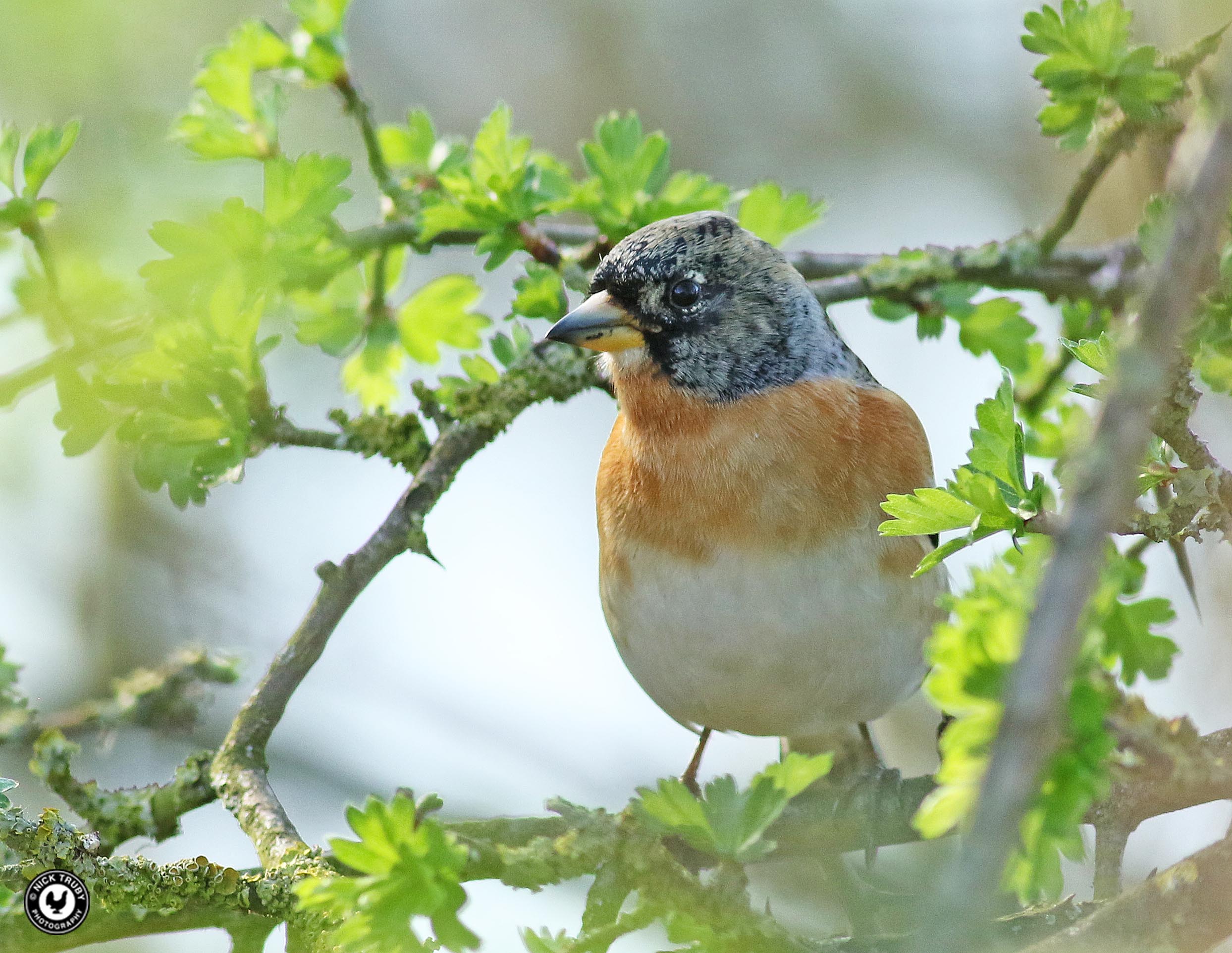 Brambling by Nick Truby - BirdGuides
