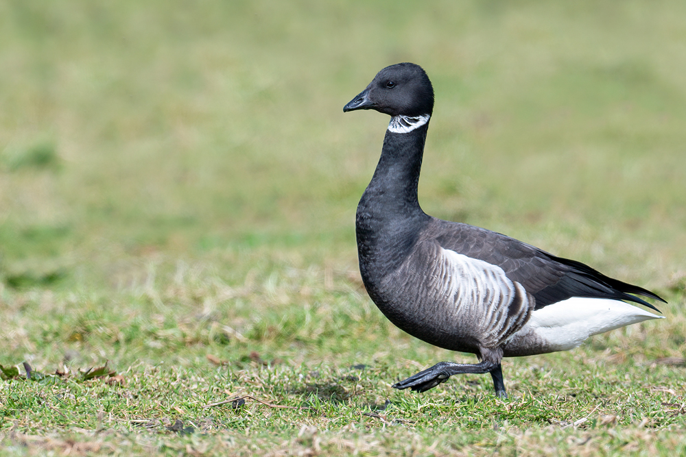Black Brant by Romano Da Costa - BirdGuides