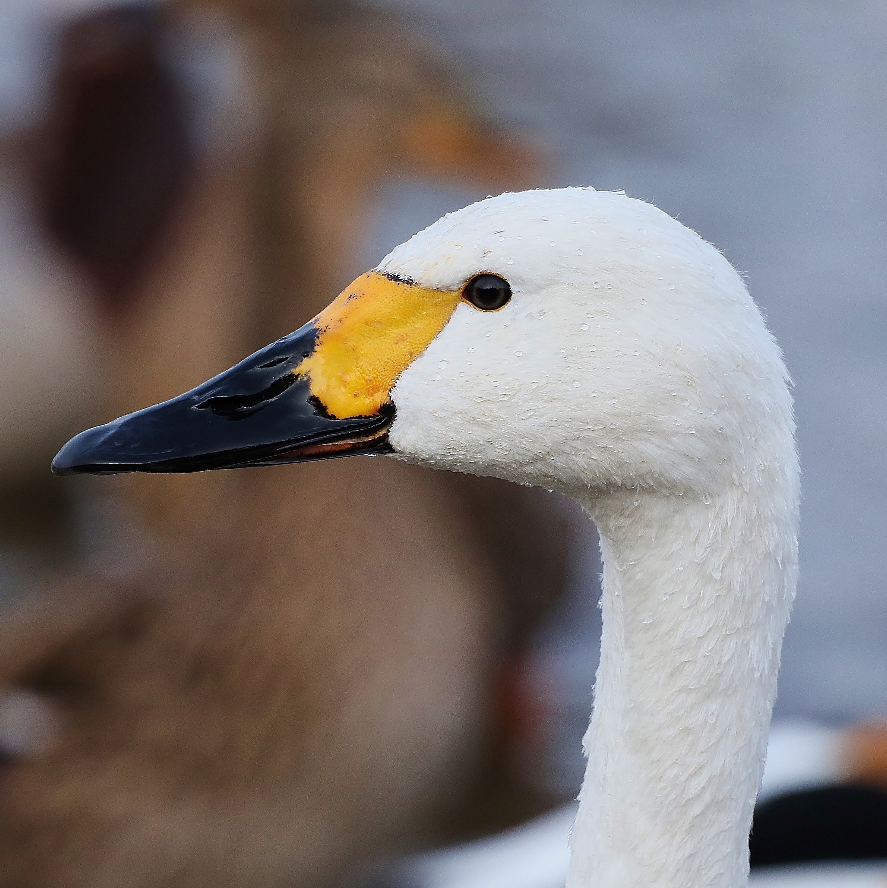 Bewick's Swan by Clive Daelman - BirdGuides