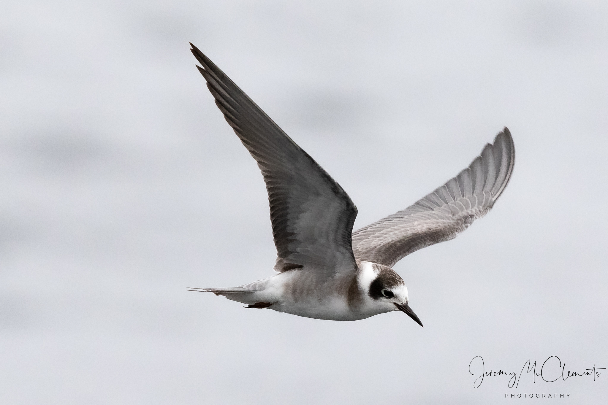 Details : American Black Tern - BirdGuides