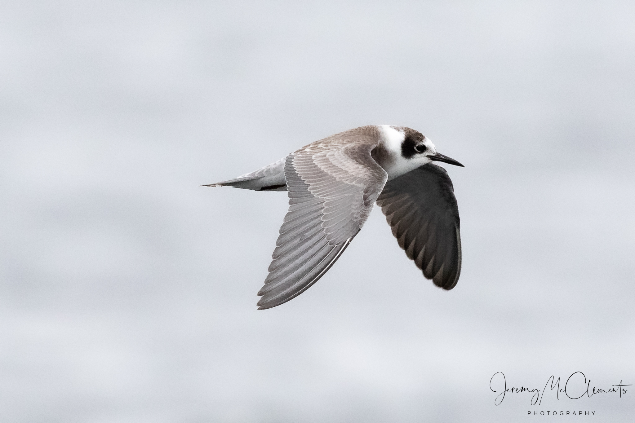Details : American Black Tern - BirdGuides