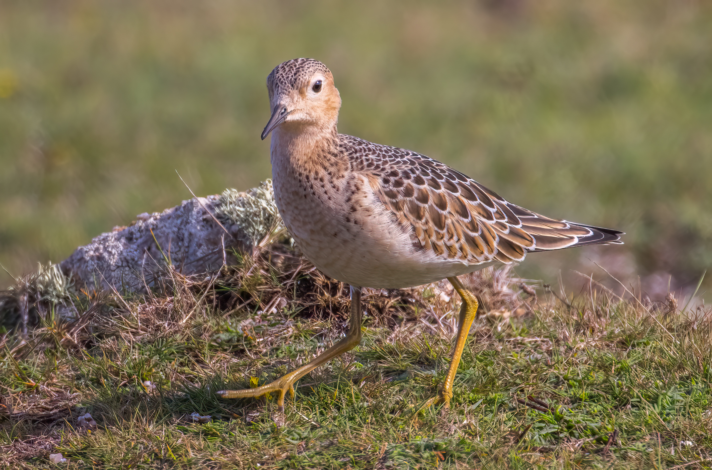 Buff-breasted Sandpiper by Peter Garrity - BirdGuides