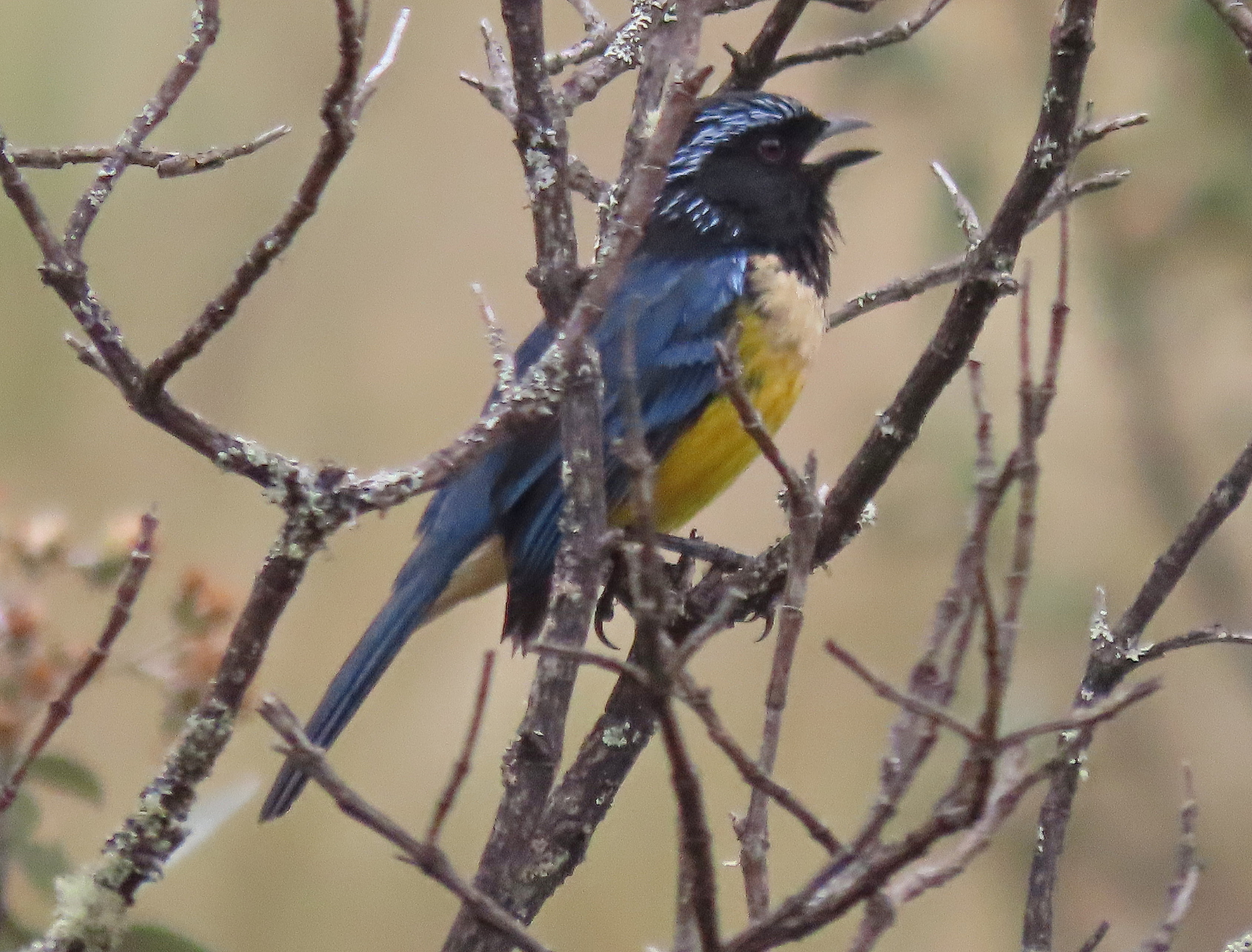 Buff-breasted Mountain Tanager by David Ferguson - BirdGuides