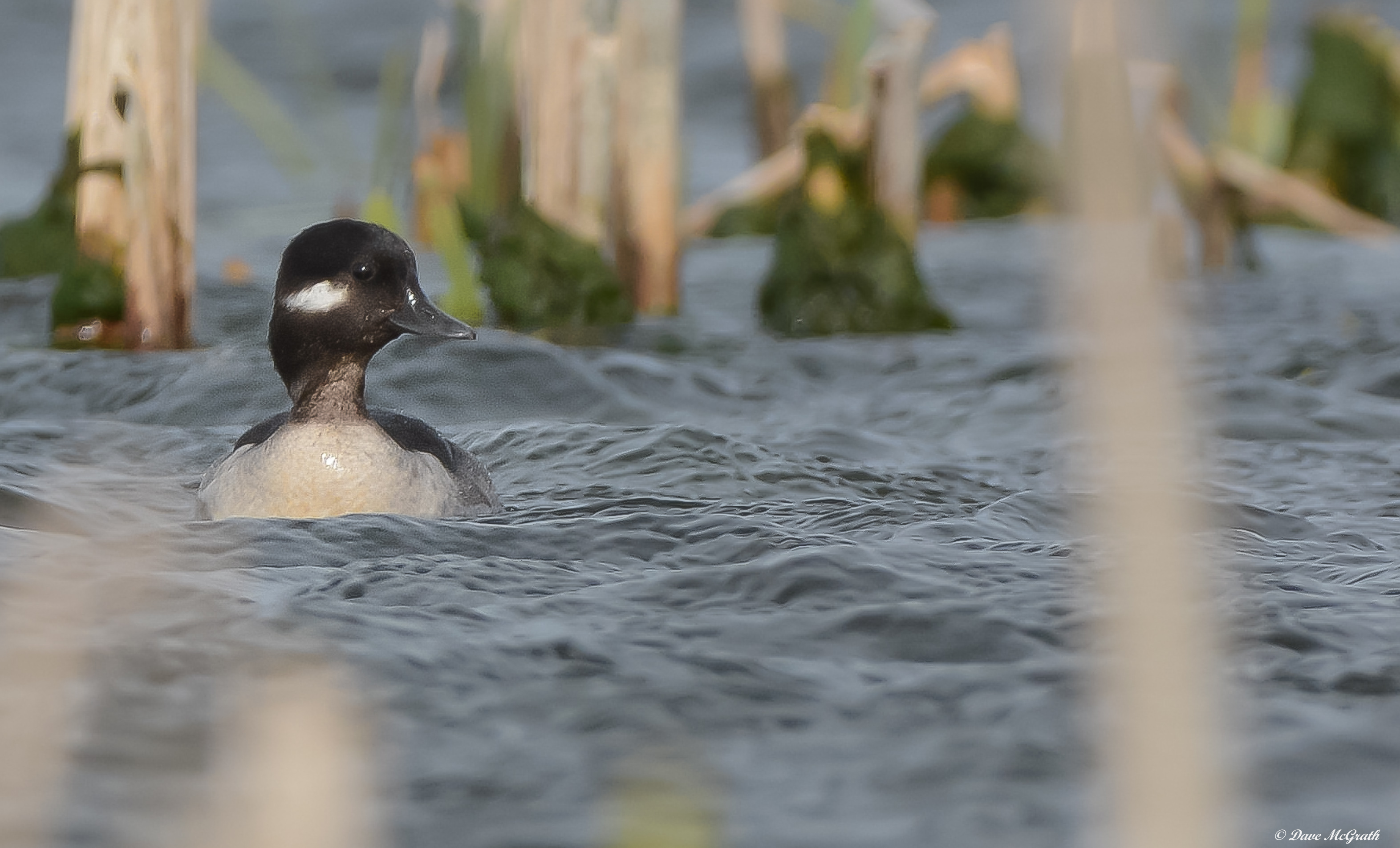 Details : Bufflehead - BirdGuides