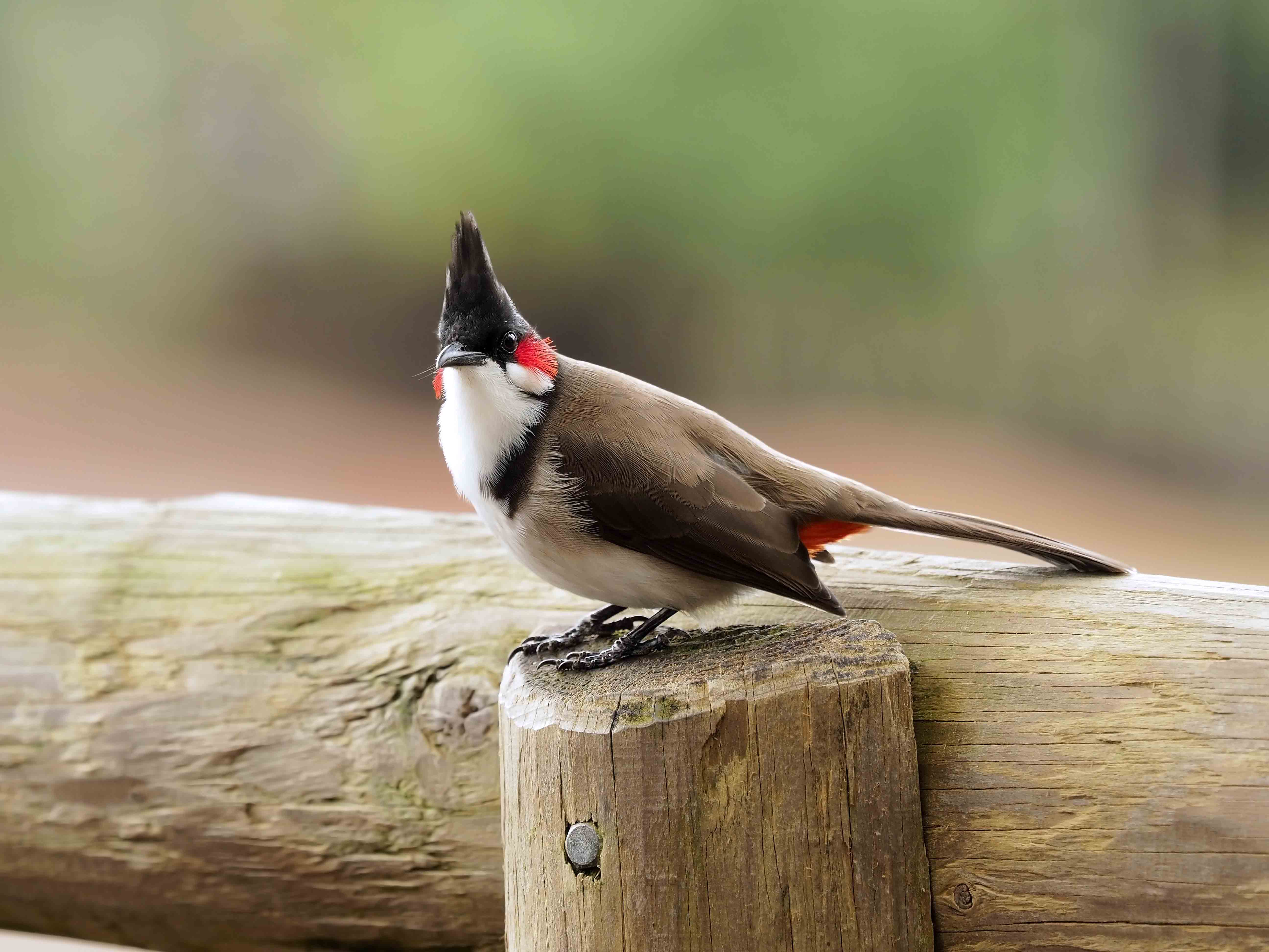 Details : Red-whiskered Bulbul - BirdGuides