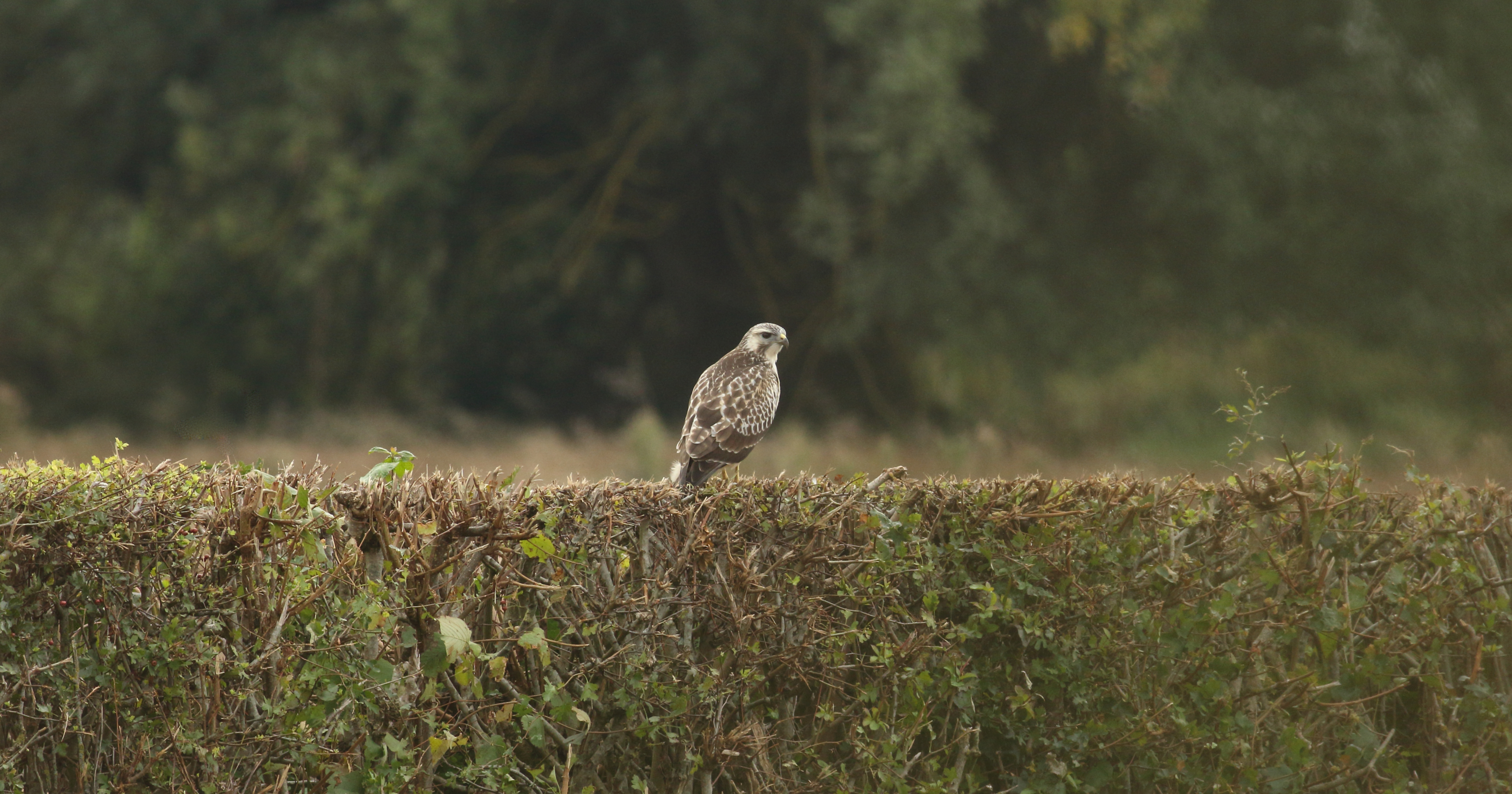 Common Buzzard by andrew steele - BirdGuides