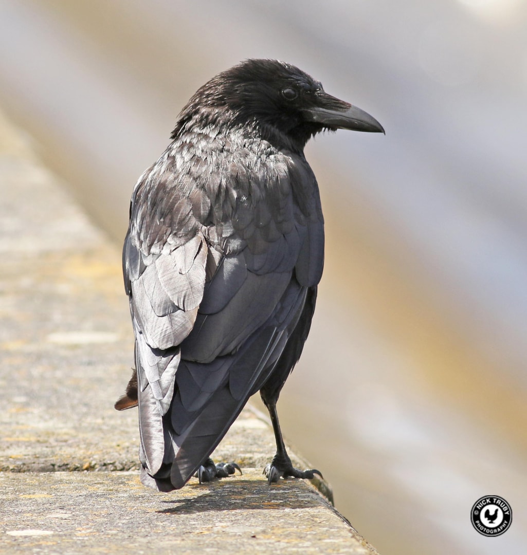 Carrion Crow by Nick Truby - BirdGuides