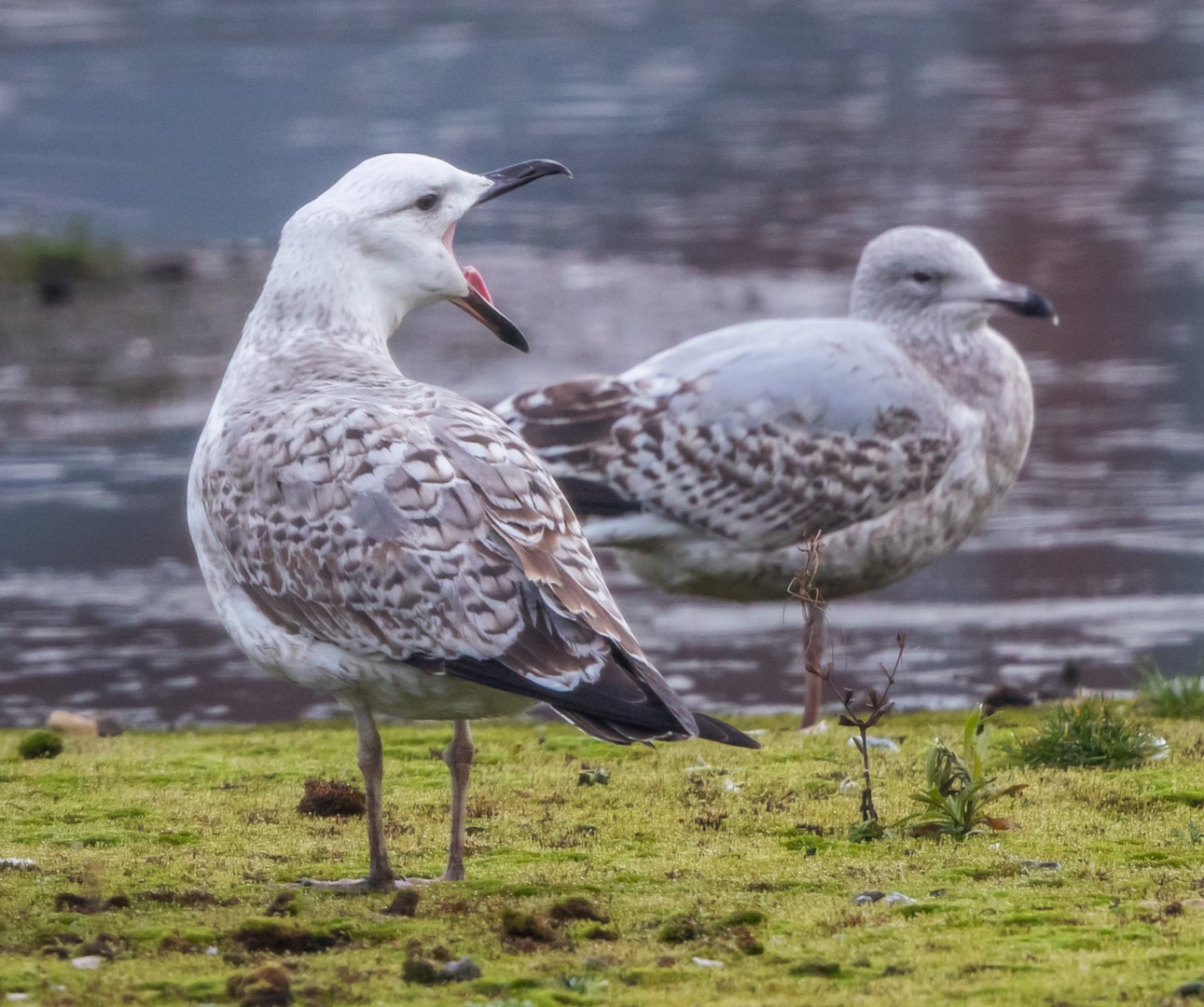 Caspian Gull by Peter Garrity - BirdGuides