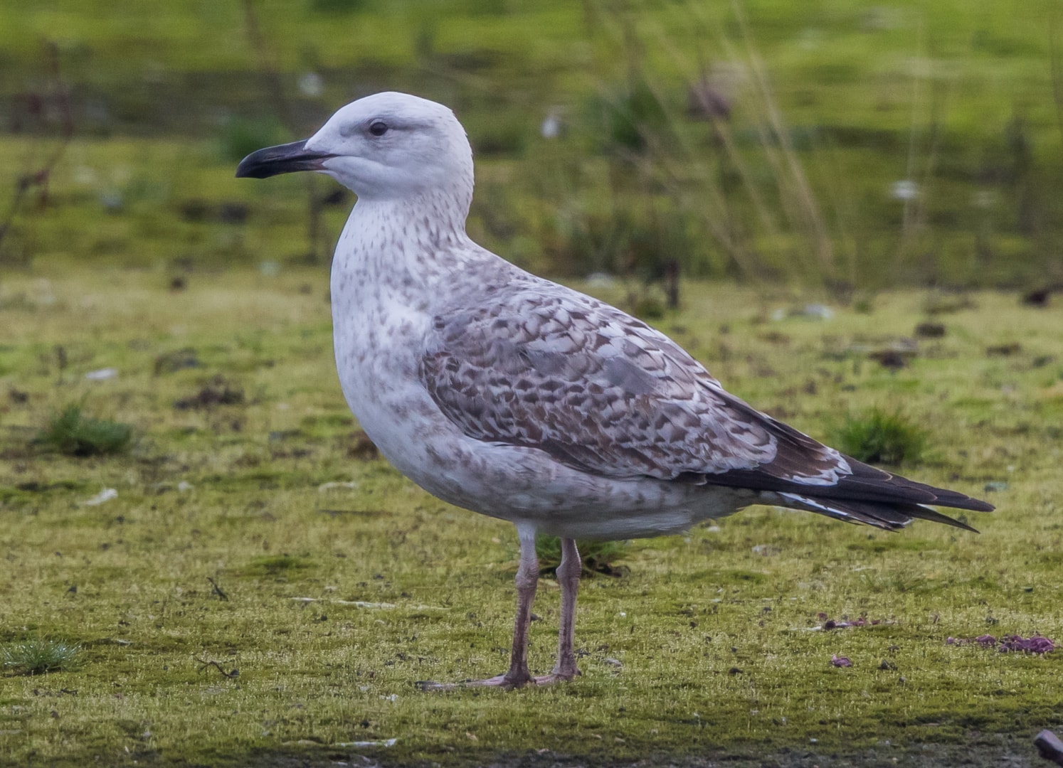 Caspian Gull by Peter Garrity - BirdGuides