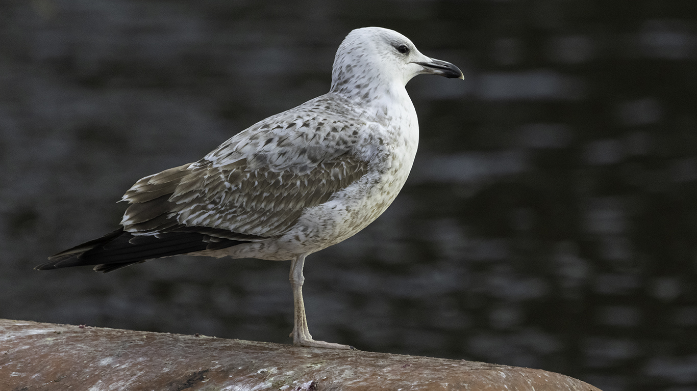 Caspian Gull by Paul Bagguley - BirdGuides