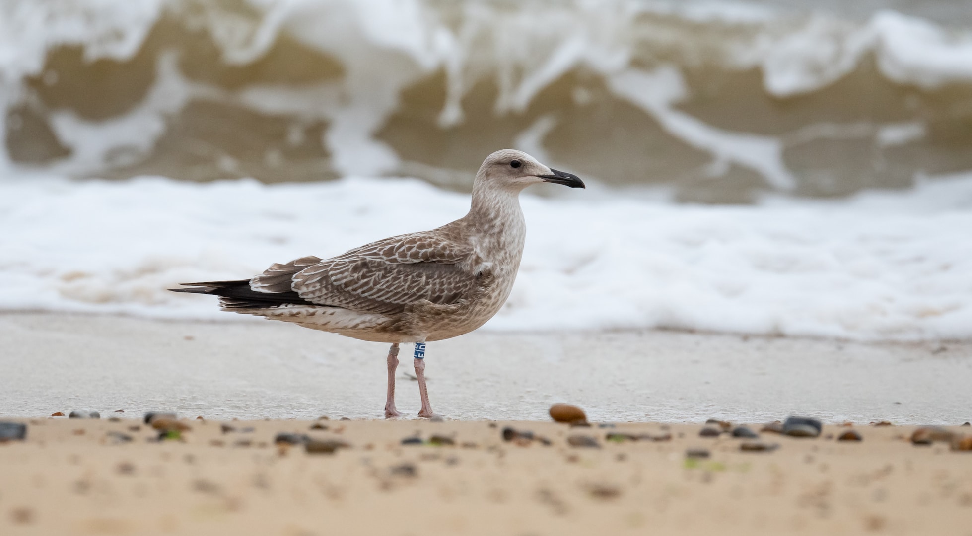 Caspian Gull by Brian Small - BirdGuides