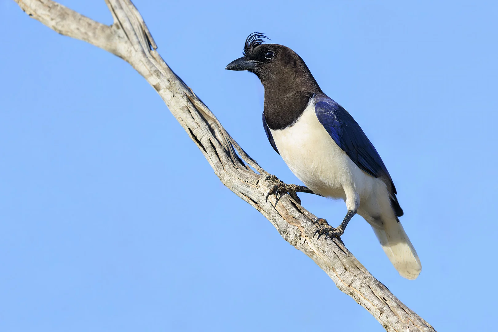 Details : Curl-crested Jay - BirdGuides