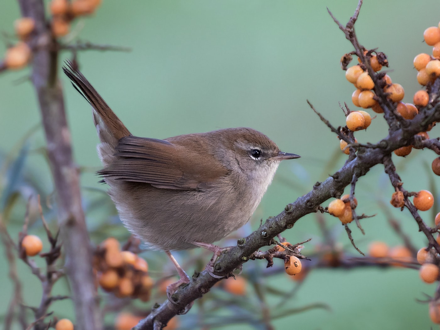 Cetti's Warbler by Norman West - BirdGuides