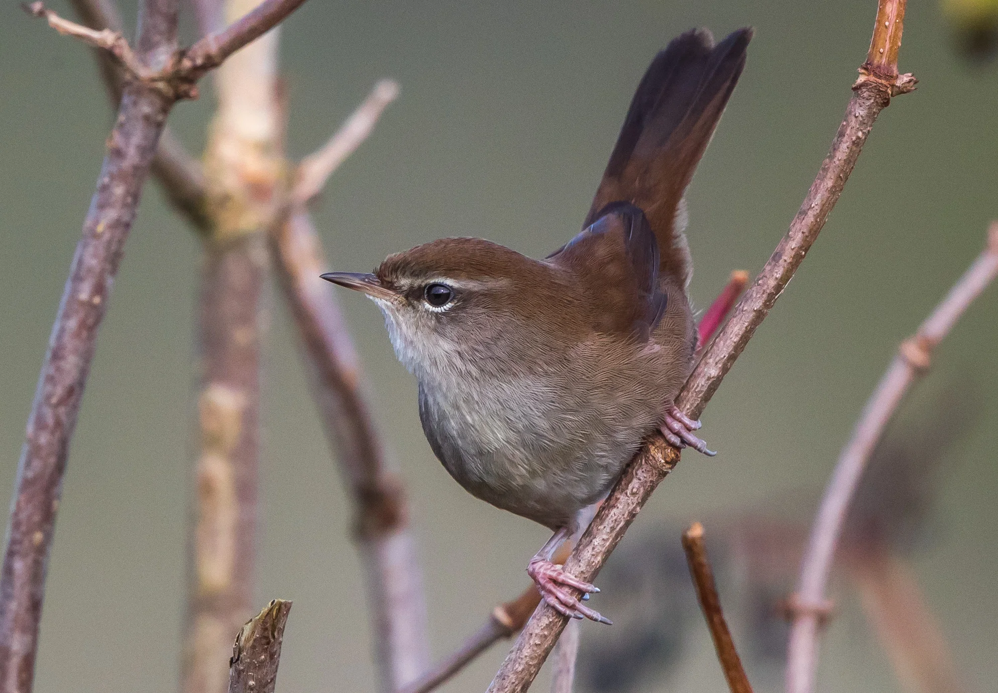 Cetti's Warbler by Peter Garrity - BirdGuides