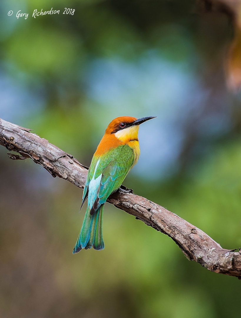 Chestnut-headed Bee-eater by Gary Richardson - BirdGuides