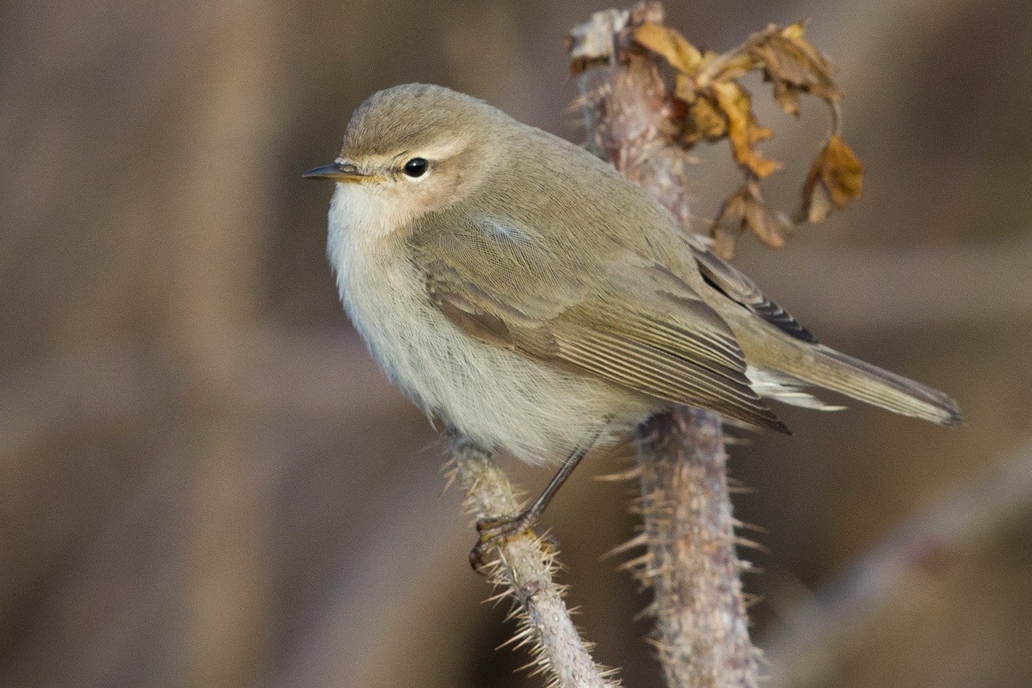 Siberian Chiffchaff by Gary Woodburn - BirdGuides