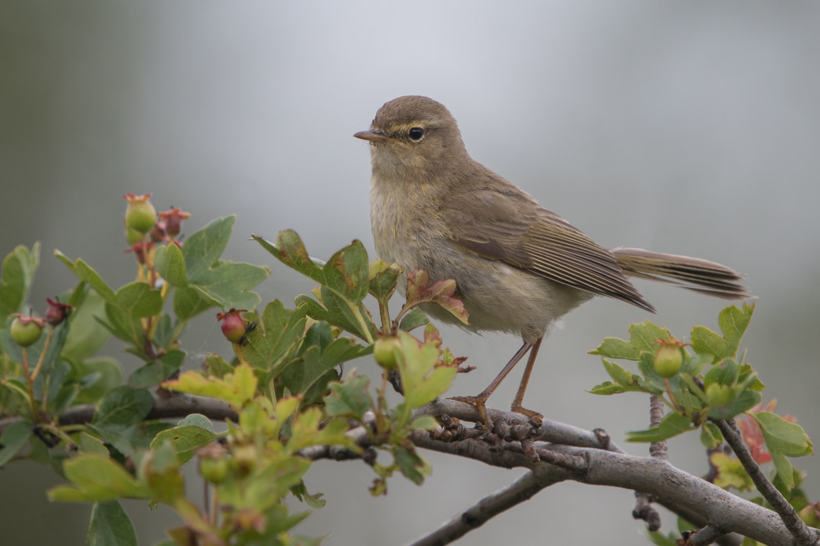 Common Chiffchaff by Tim Melling - BirdGuides