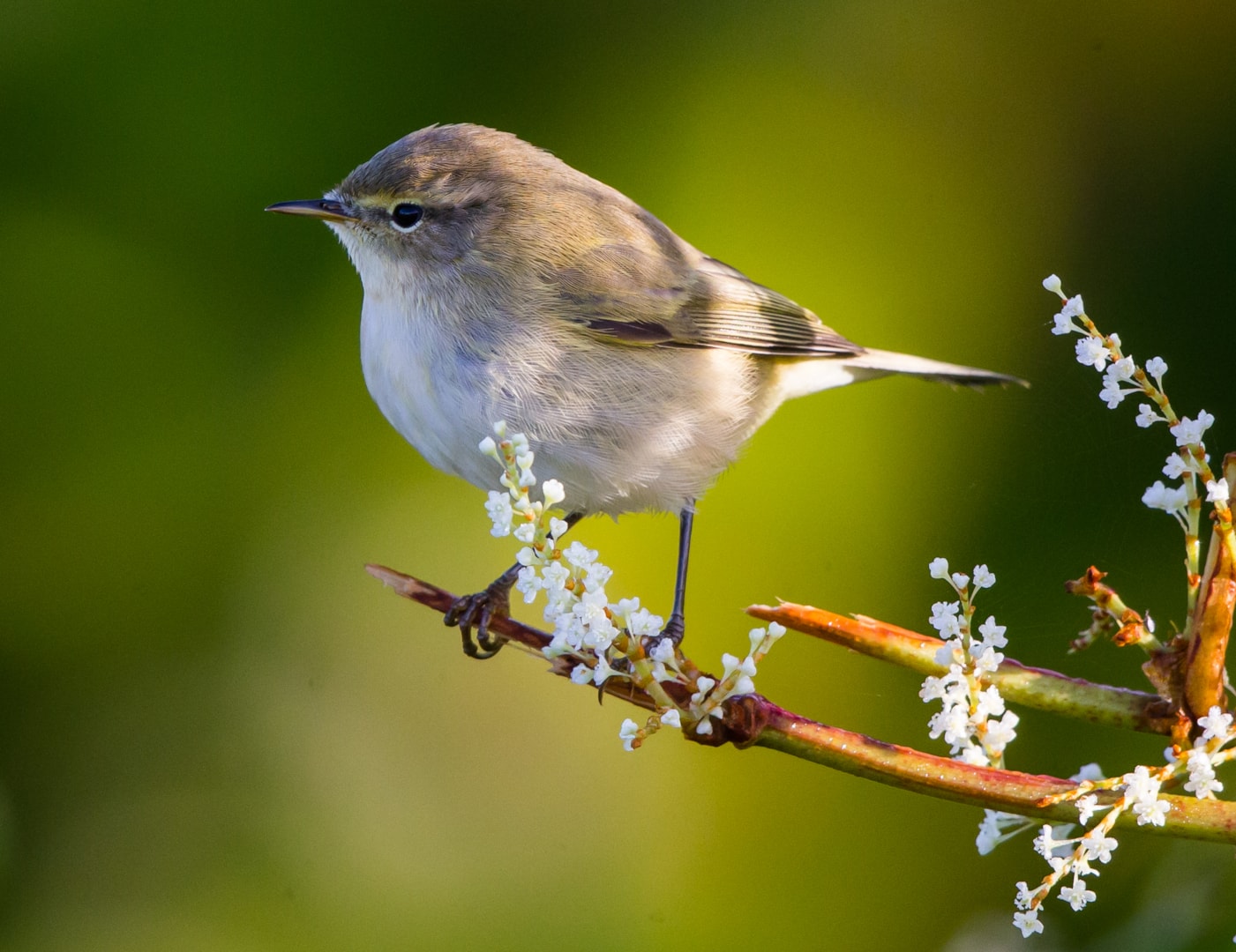 Common Chiffchaff by Peter Garrity - BirdGuides