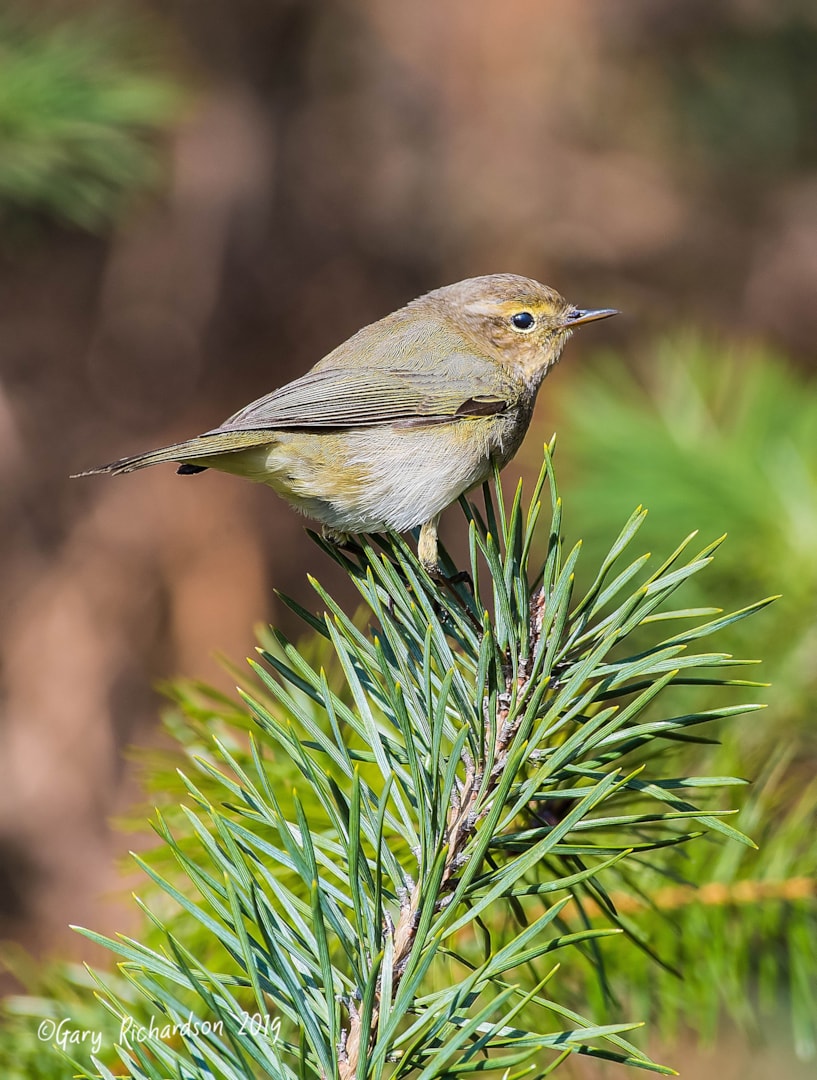 Common Chiffchaff by Gary Richardson - BirdGuides
