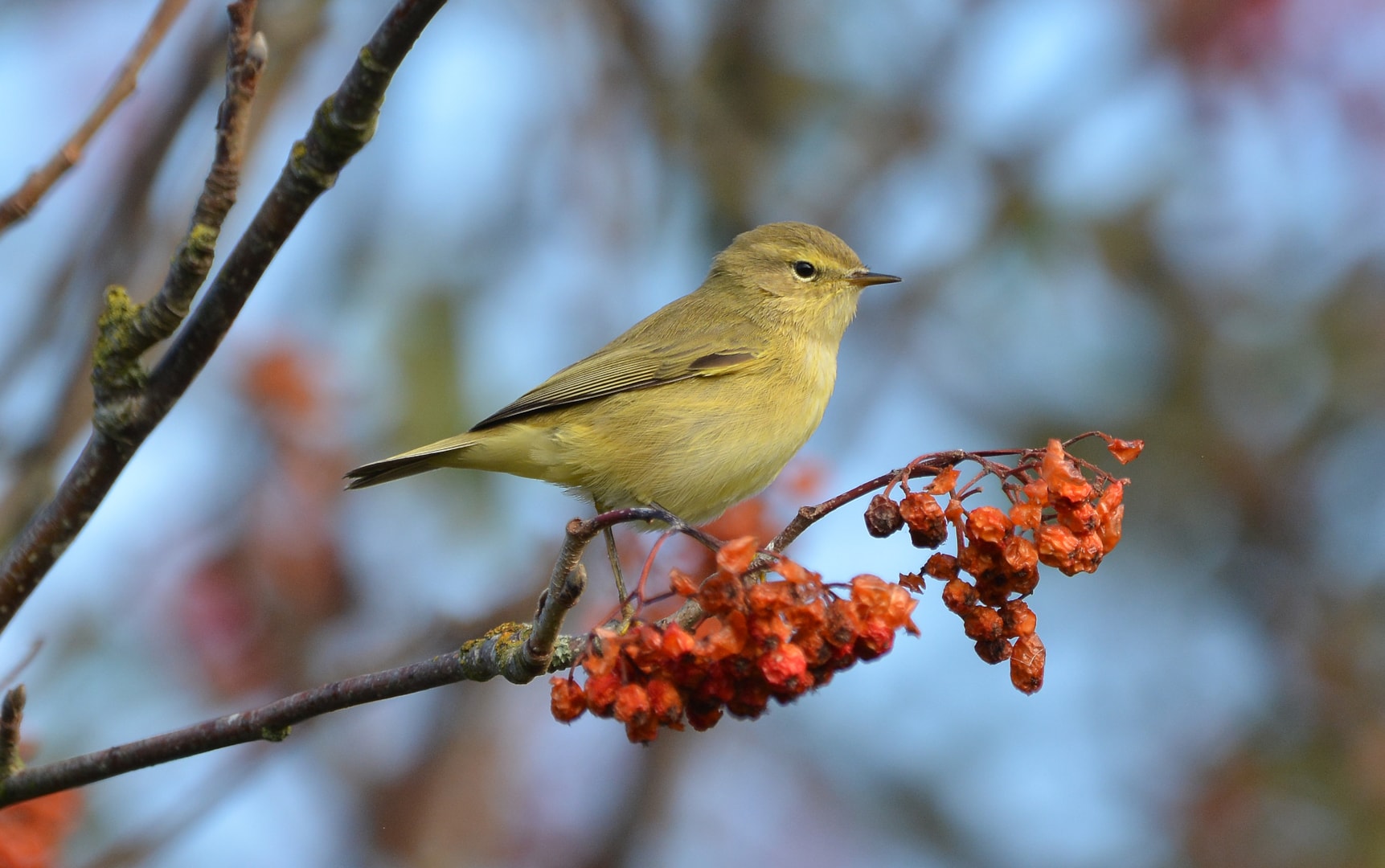 Common Chiffchaff by Damian Money - BirdGuides
