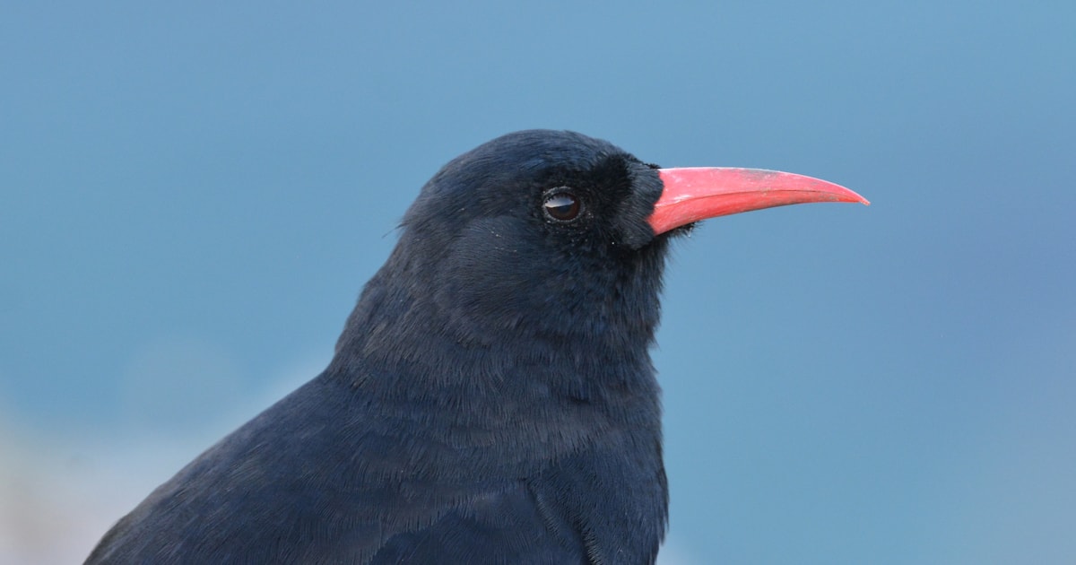 Record breeding season for Cornish Choughs - BirdGuides