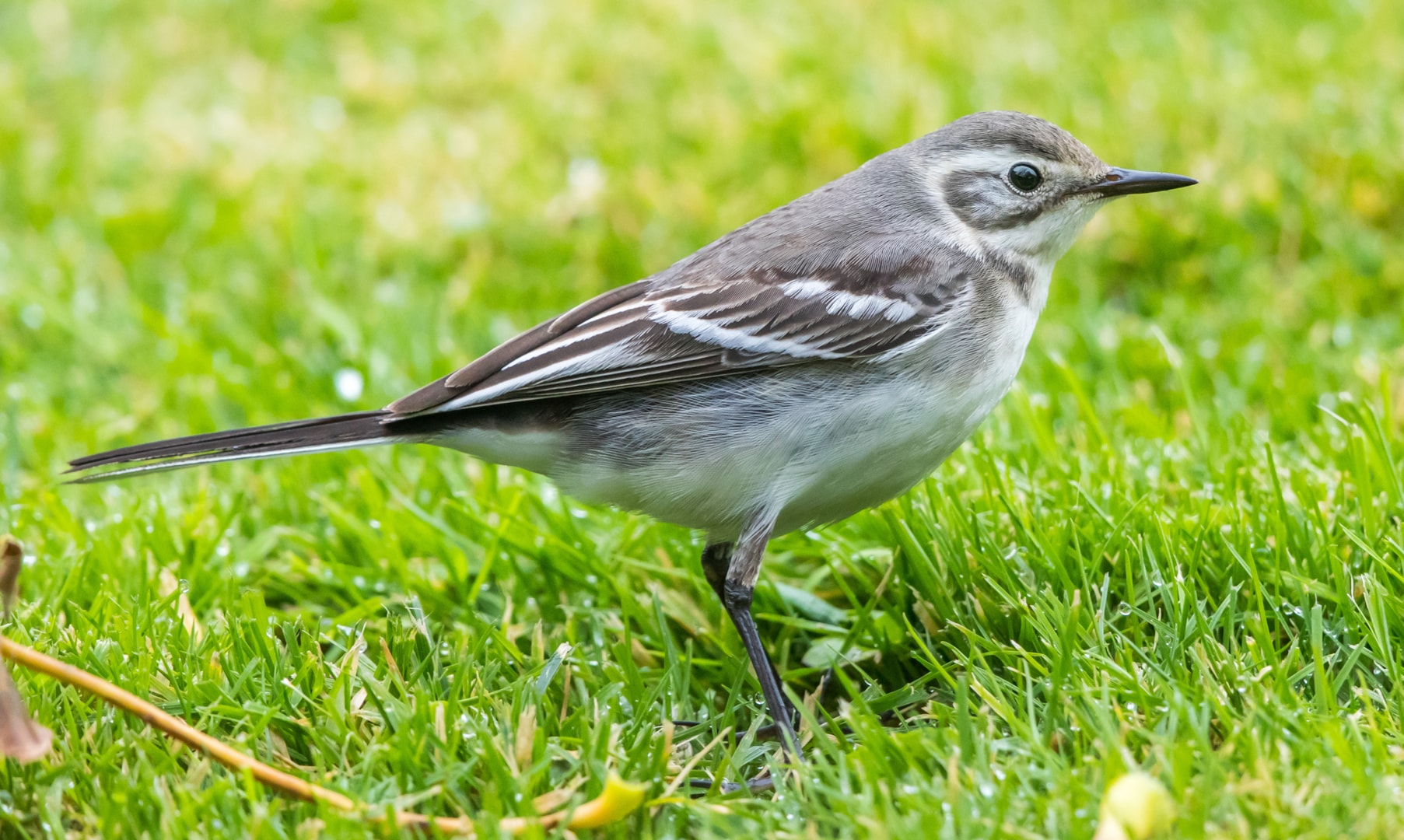 Citrine Wagtail by Peter Garrity - BirdGuides