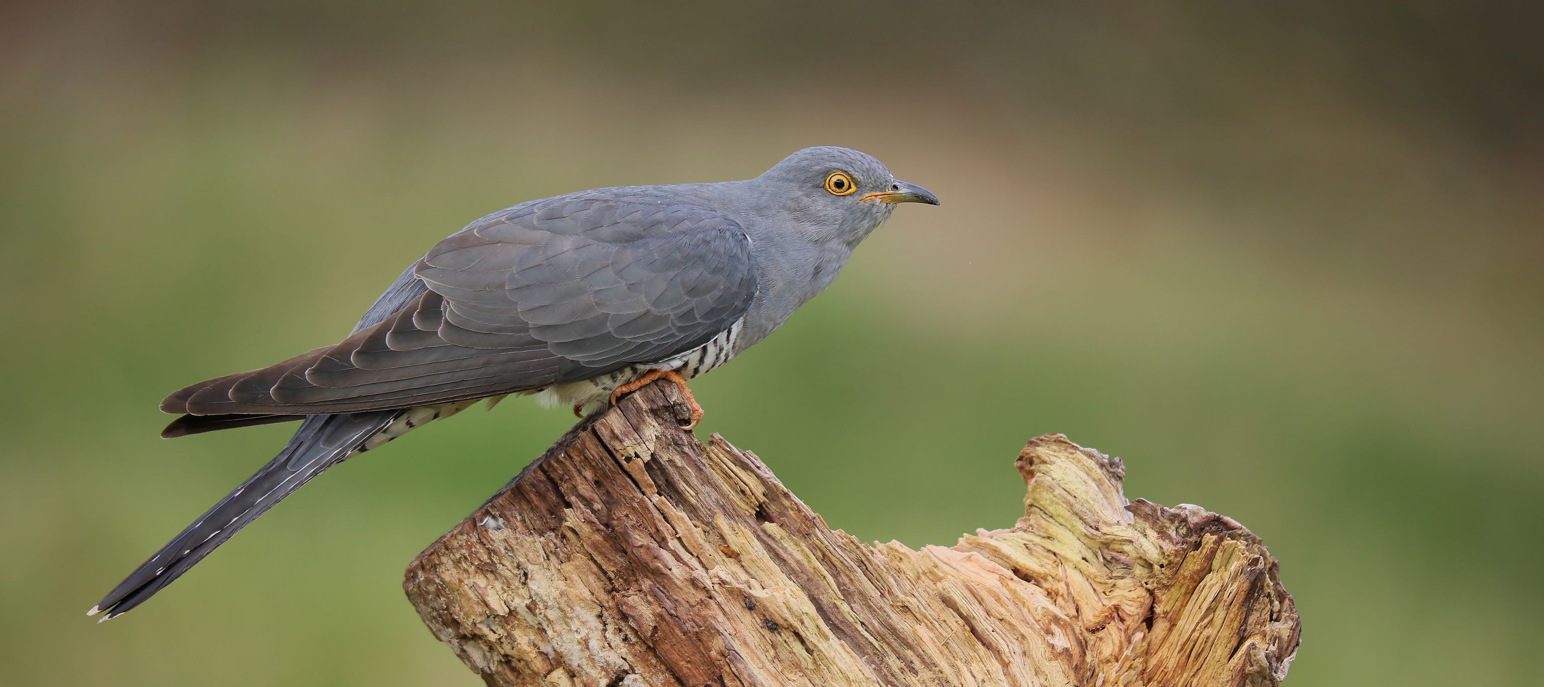 Famous Surrey cuckoo fails to return - BirdGuides