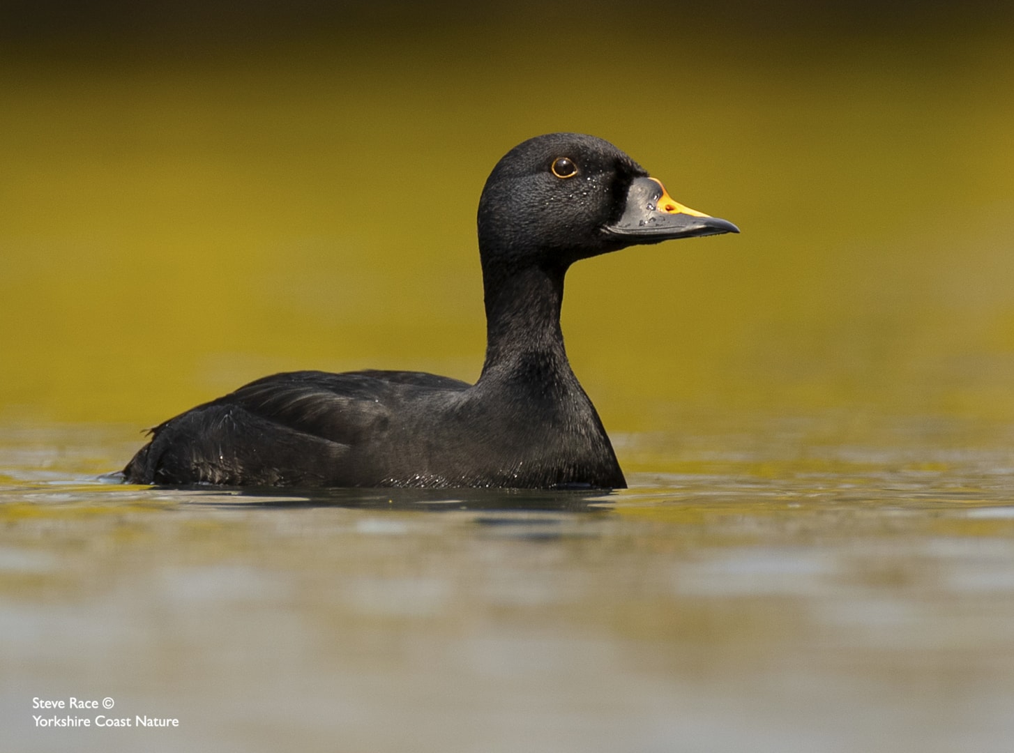 Common Scoter by Steve Race - BirdGuides