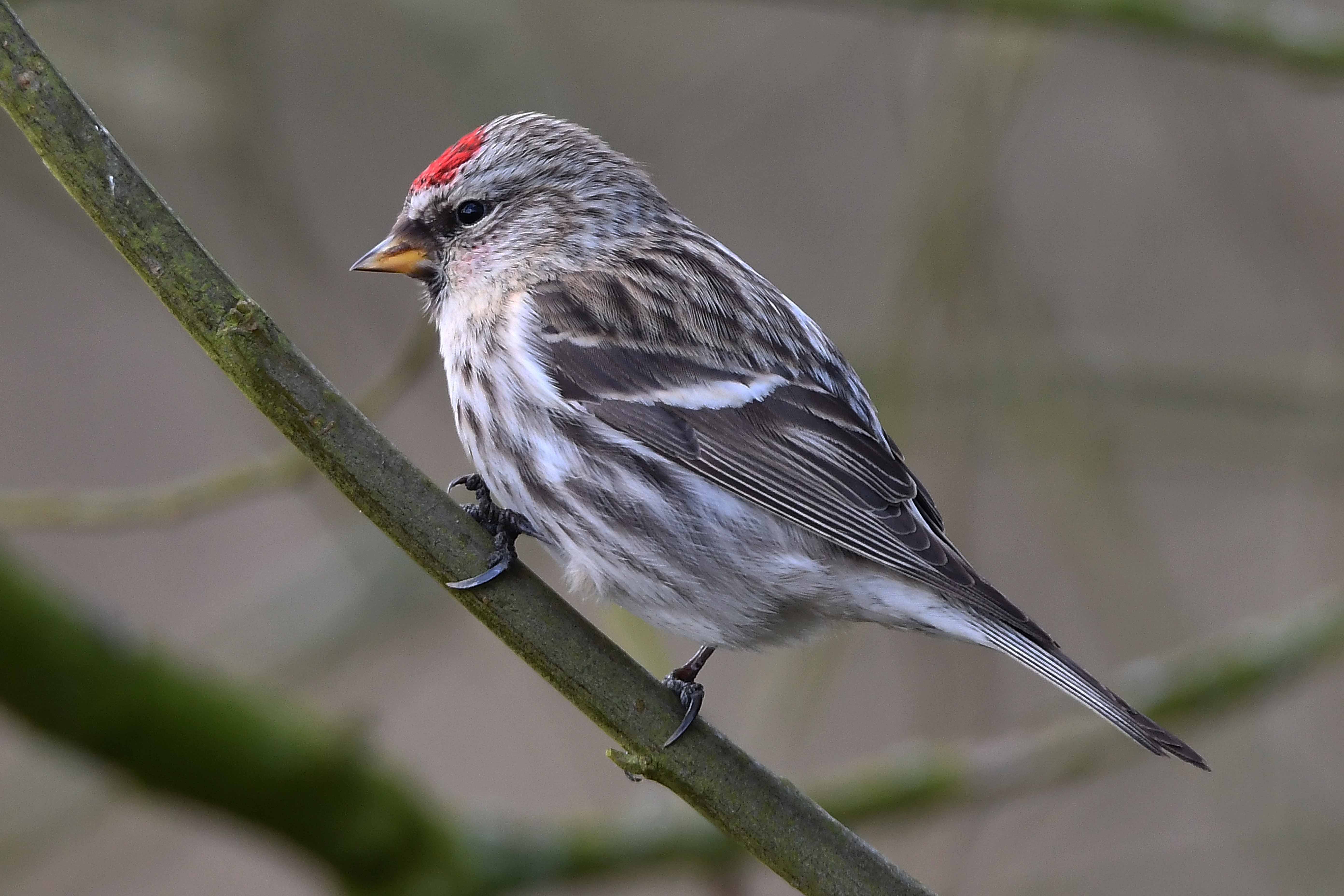 Details : Mealy Redpoll - BirdGuides