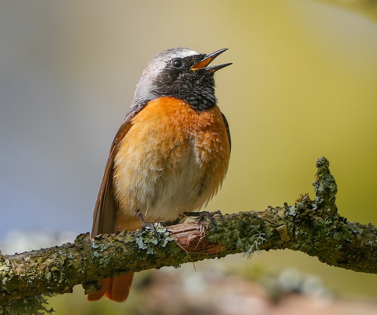 Common Redstart by Peter Garrity - BirdGuides