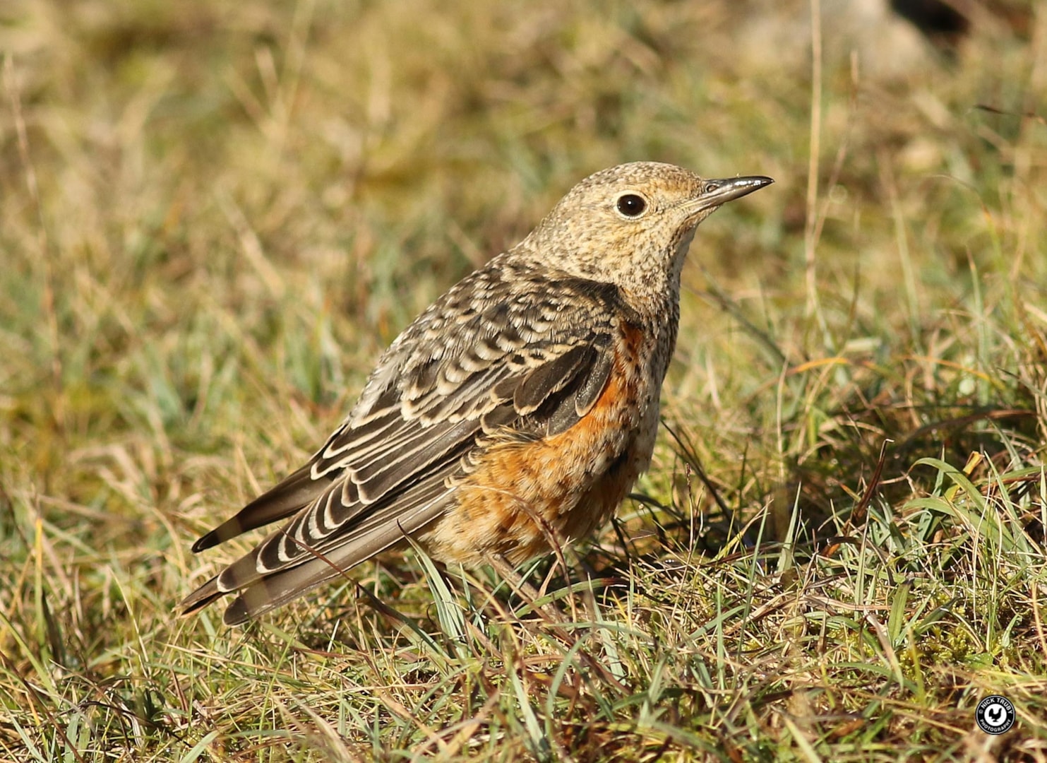 Common Rock Thrush by Nick Truby - BirdGuides