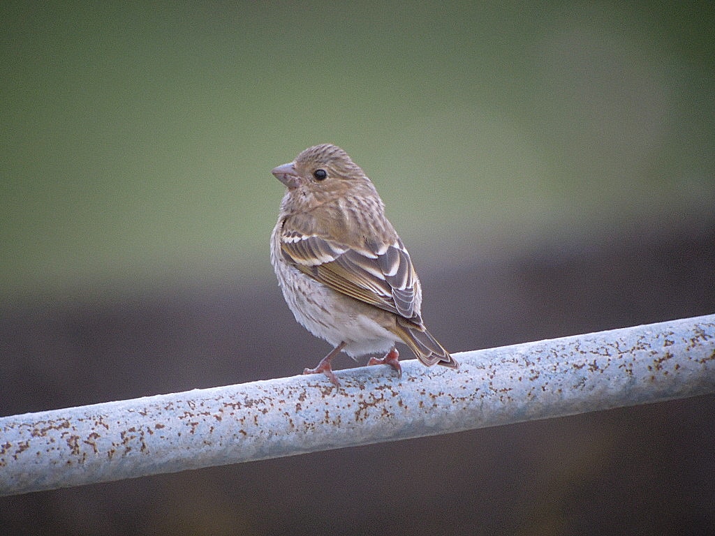 Common Rosefinch by Fionn Moore - BirdGuides
