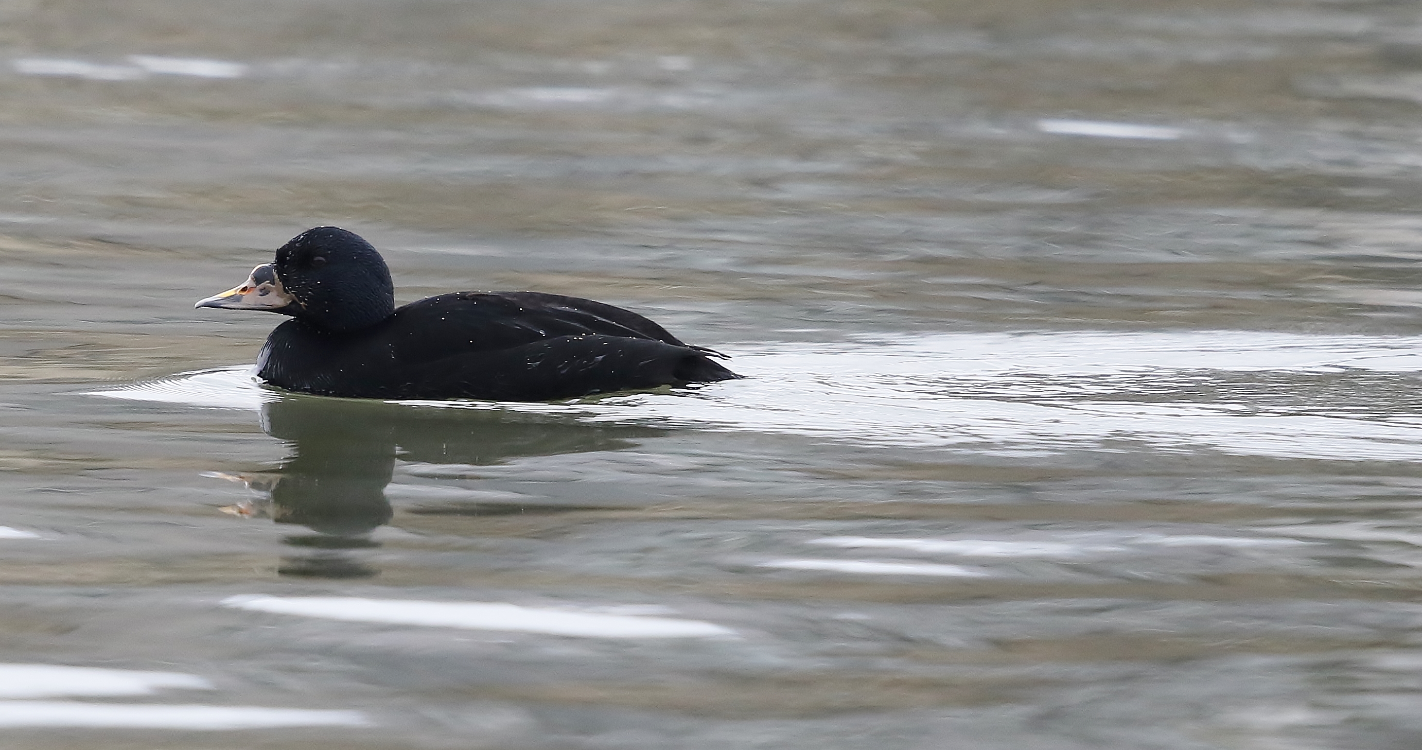 Common Scoter by Raoul Chandrasakera - BirdGuides