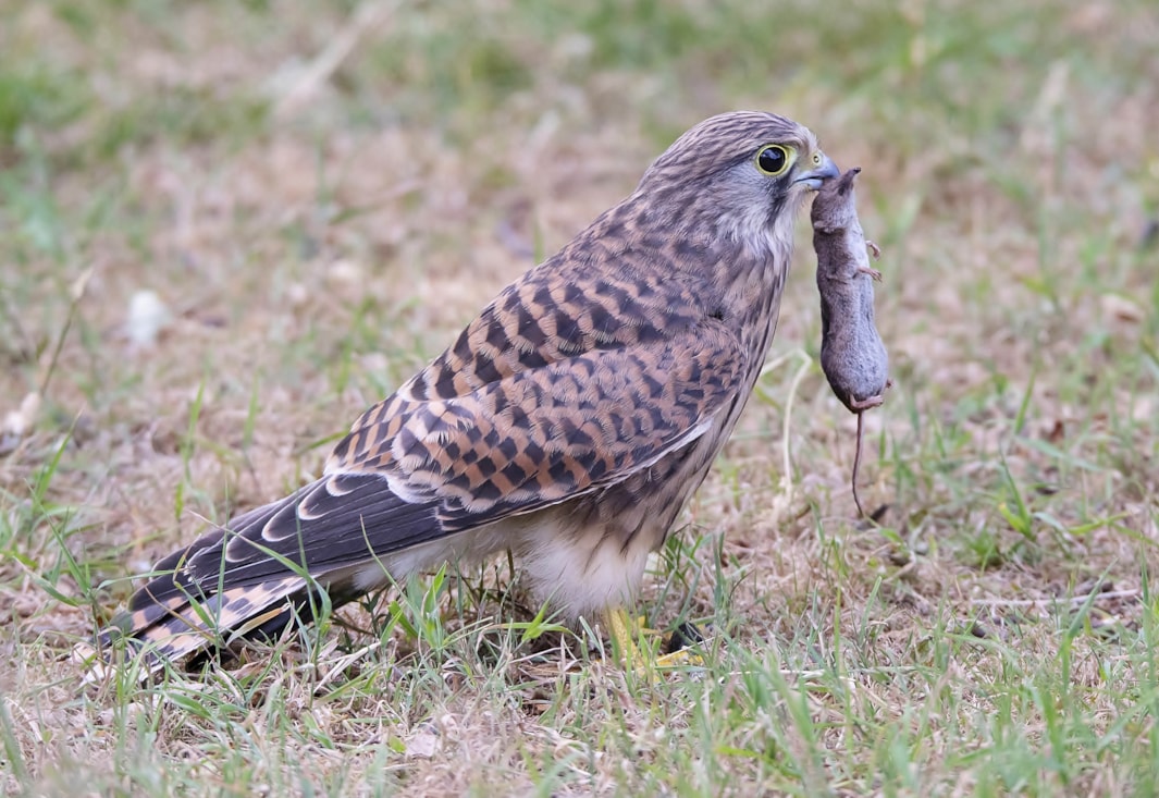 Common Kestrel by Clive Daelman - BirdGuides