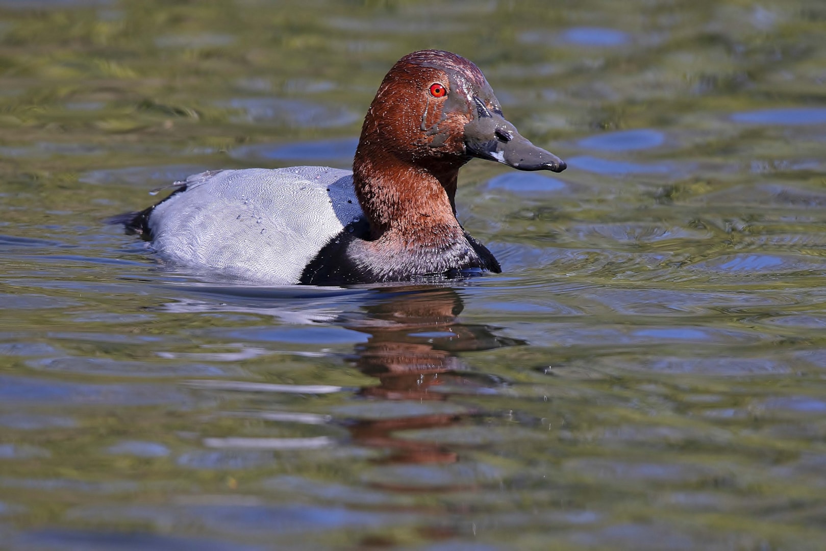 Common Pochard by Clive Daelman - BirdGuides