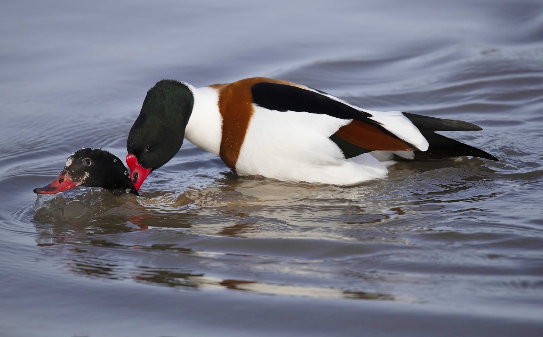 Common Shelduck by Clive Daelman - BirdGuides