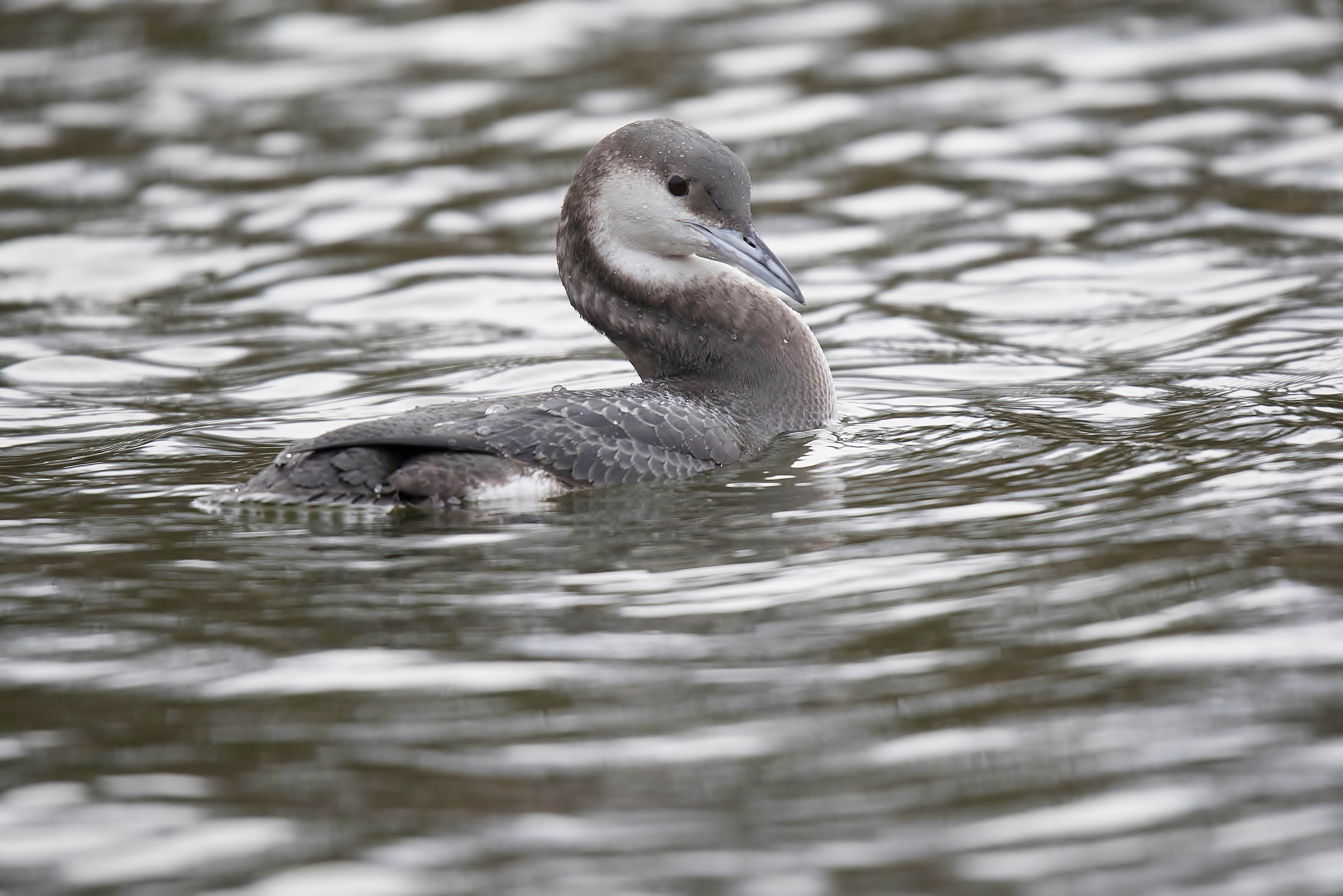 Details : Black-throated Diver - BirdGuides