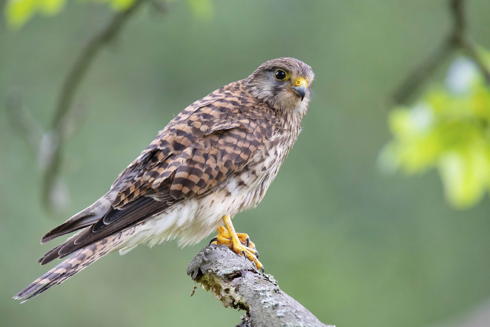 Common Kestrel by Clive Daelman - BirdGuides