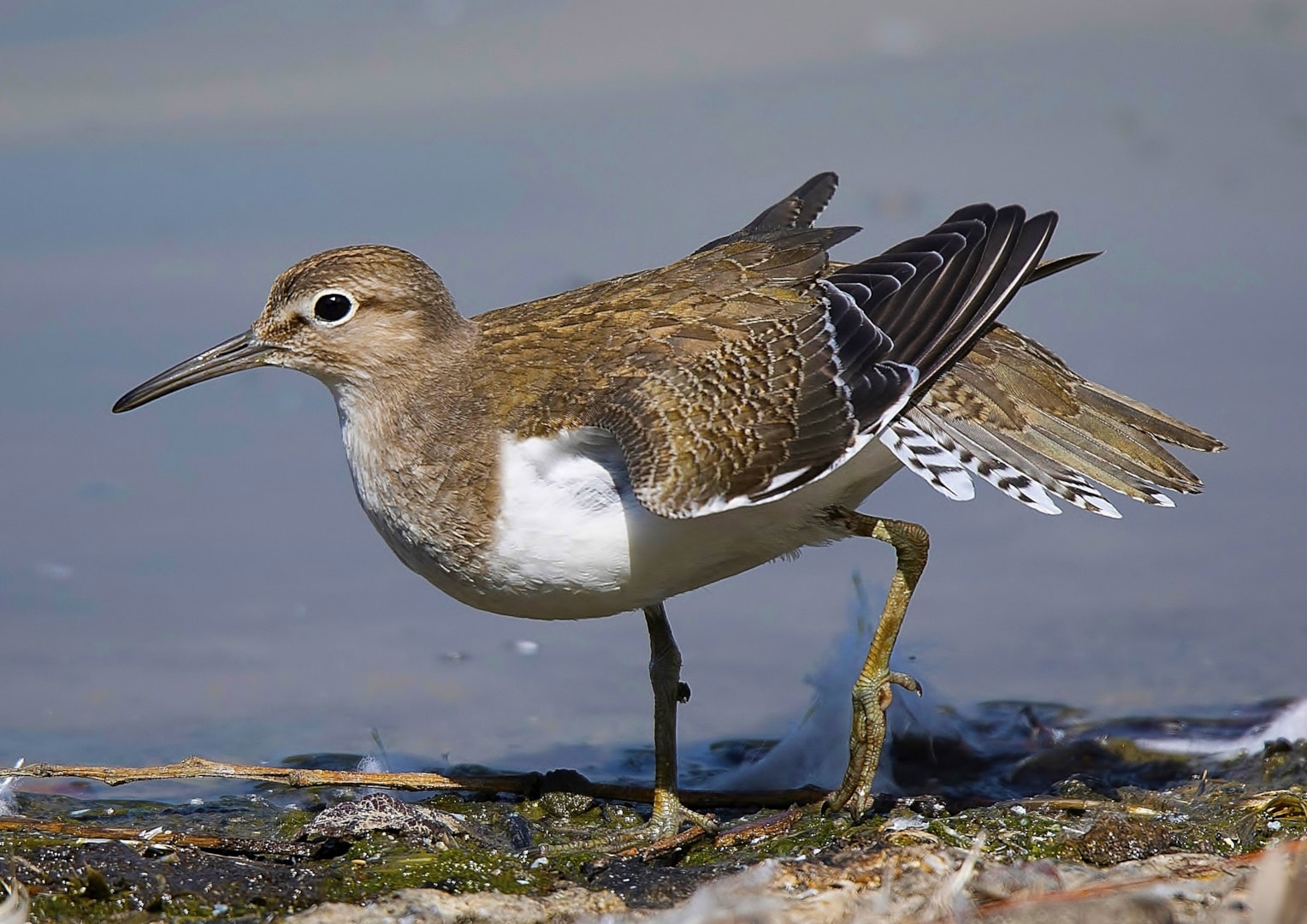 Common Sandpiper by Clive Daelman - BirdGuides